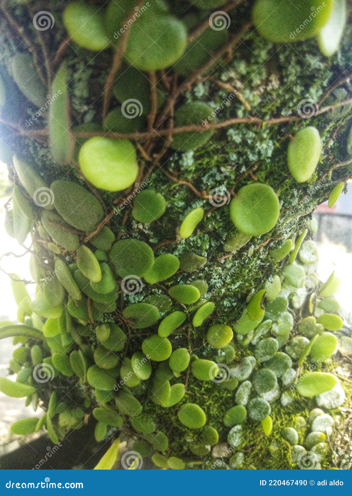 Wild Vines Growing on Trees by the Village Public Road 3 Stock Photo ...