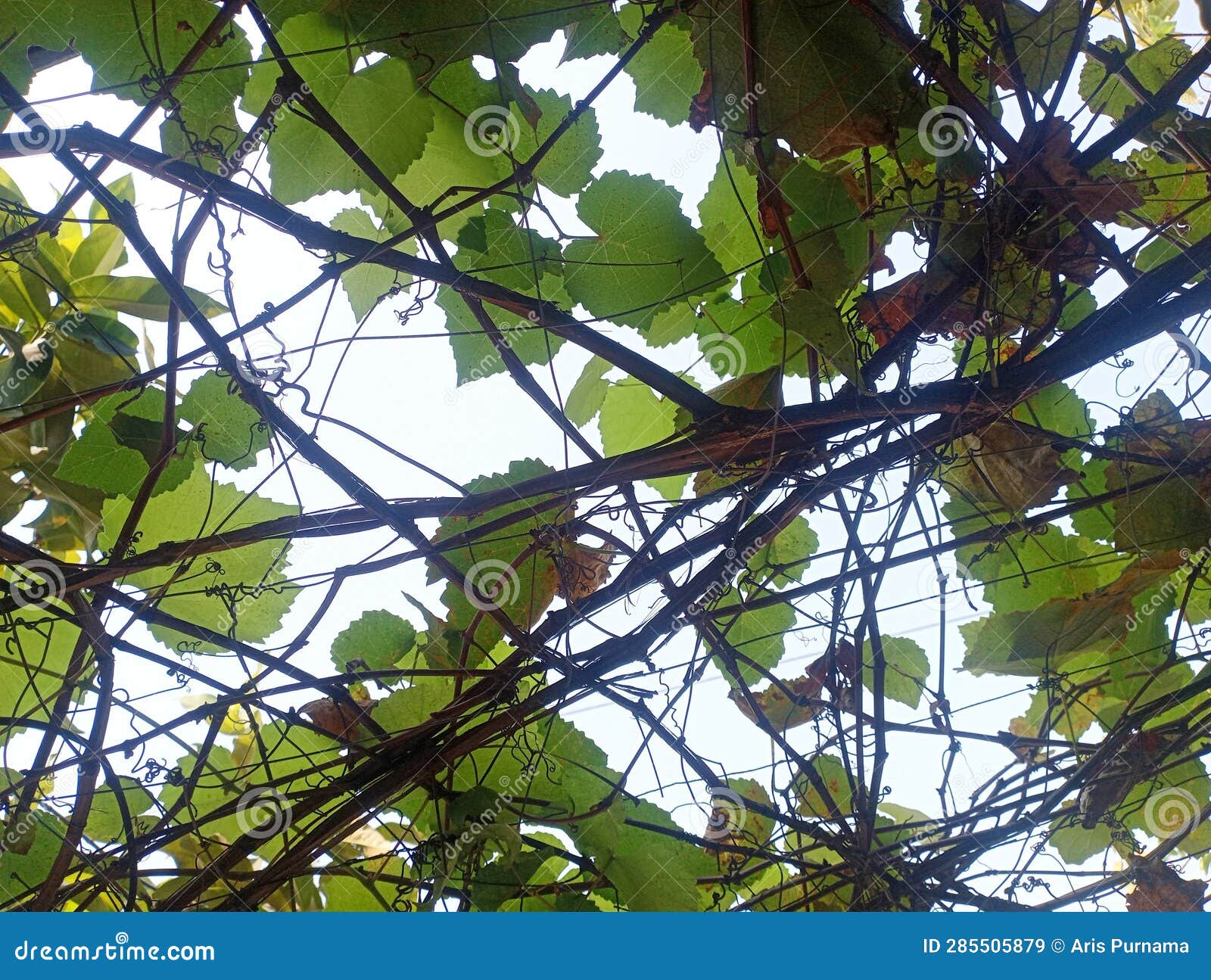 Wild Vines Look Nice and Natural Stock Image - Image of vines, nice ...