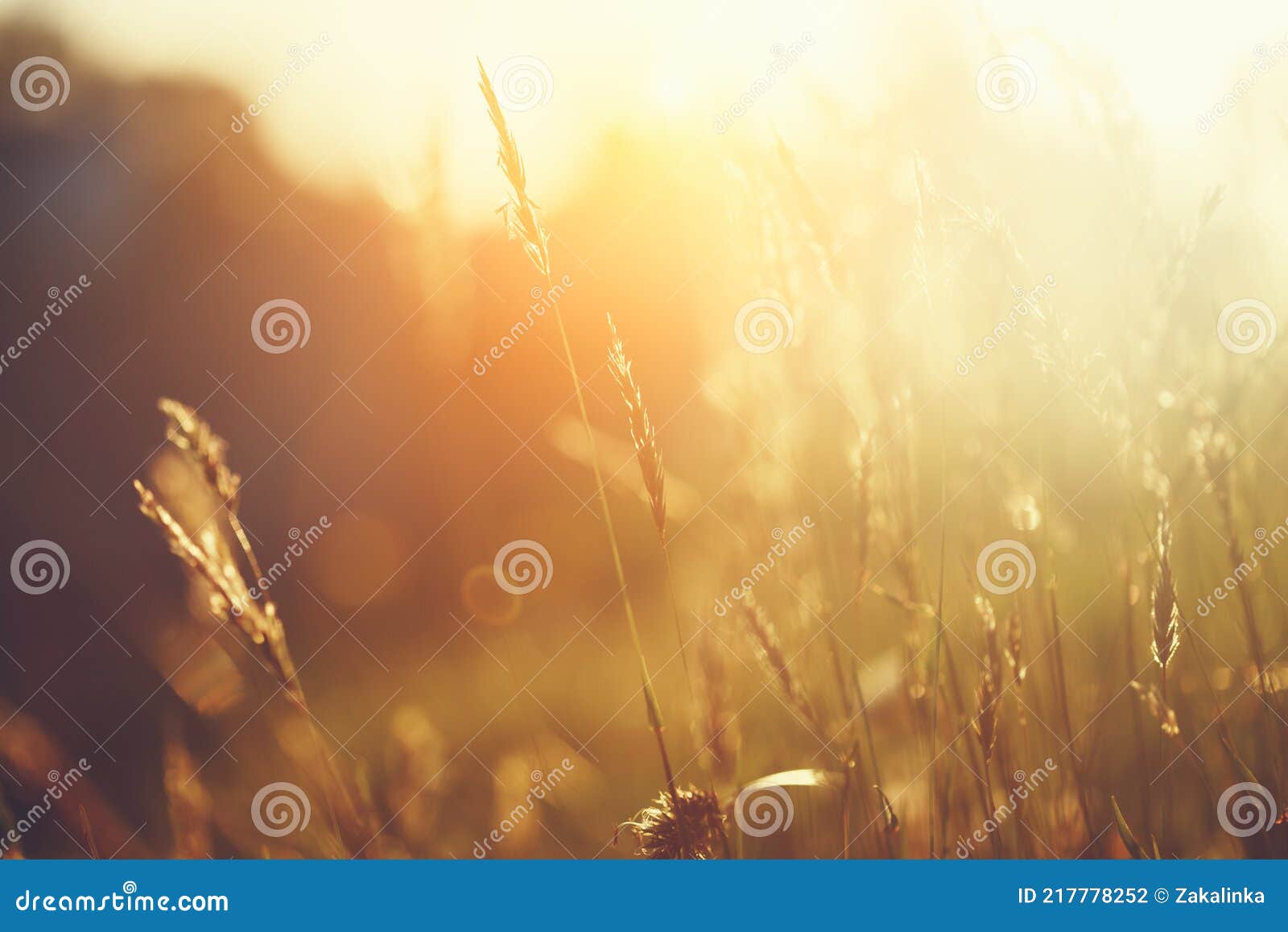 Vintage Grass Flower In Sunrise And Lens Flare With Gradient Color ...
