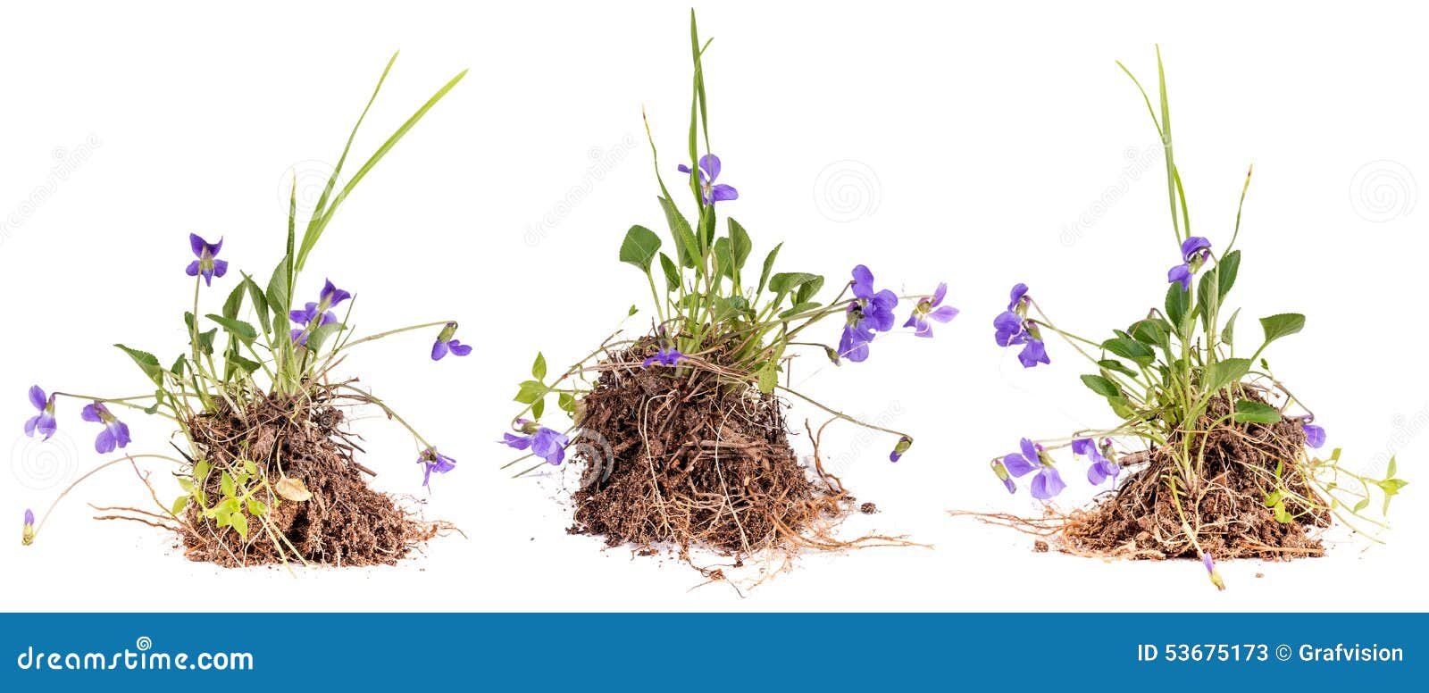 Wild viola flowers stock image. Image of nature, green - 53675173