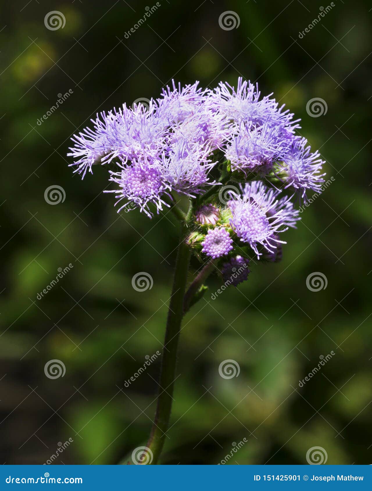 Wild Violate Flower on Blurry Background Stock Image - Image of bloom ...