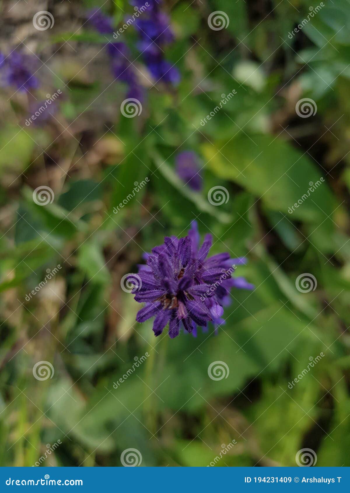 Wild Violent Flower in Green Background Stock Image - Image of wild ...