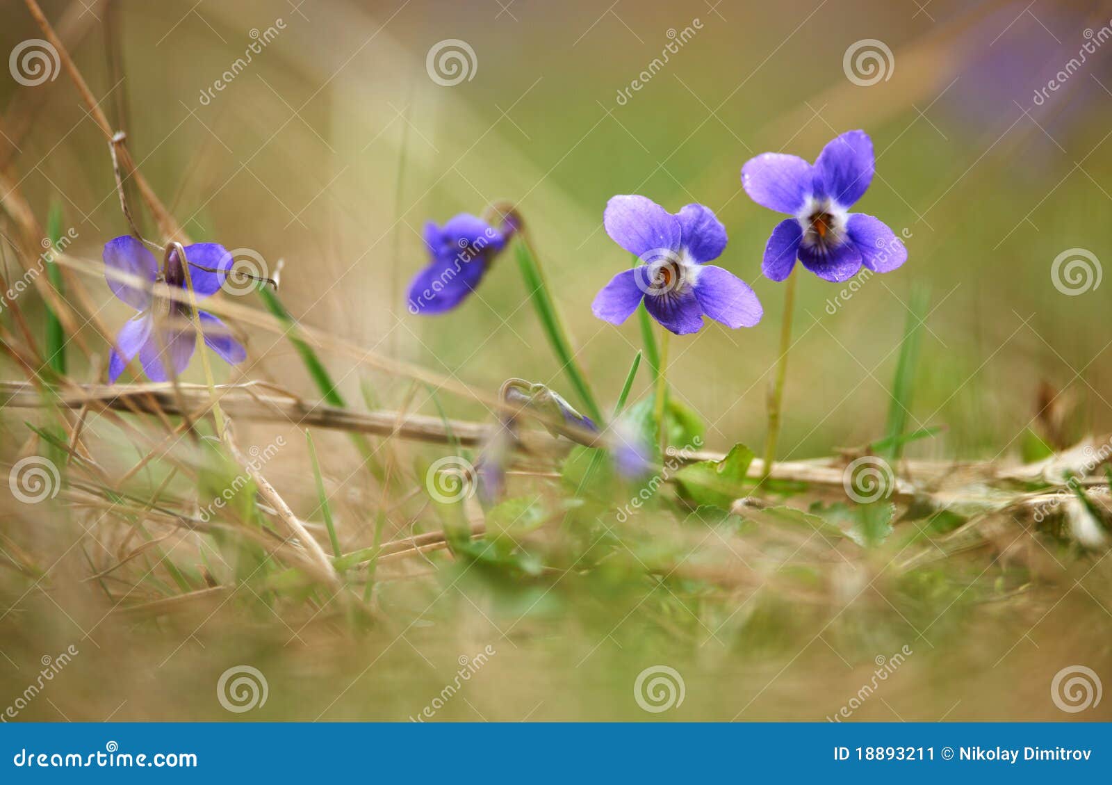 Wild violet blossoms stock image. Image of bloom, flora - 18893211