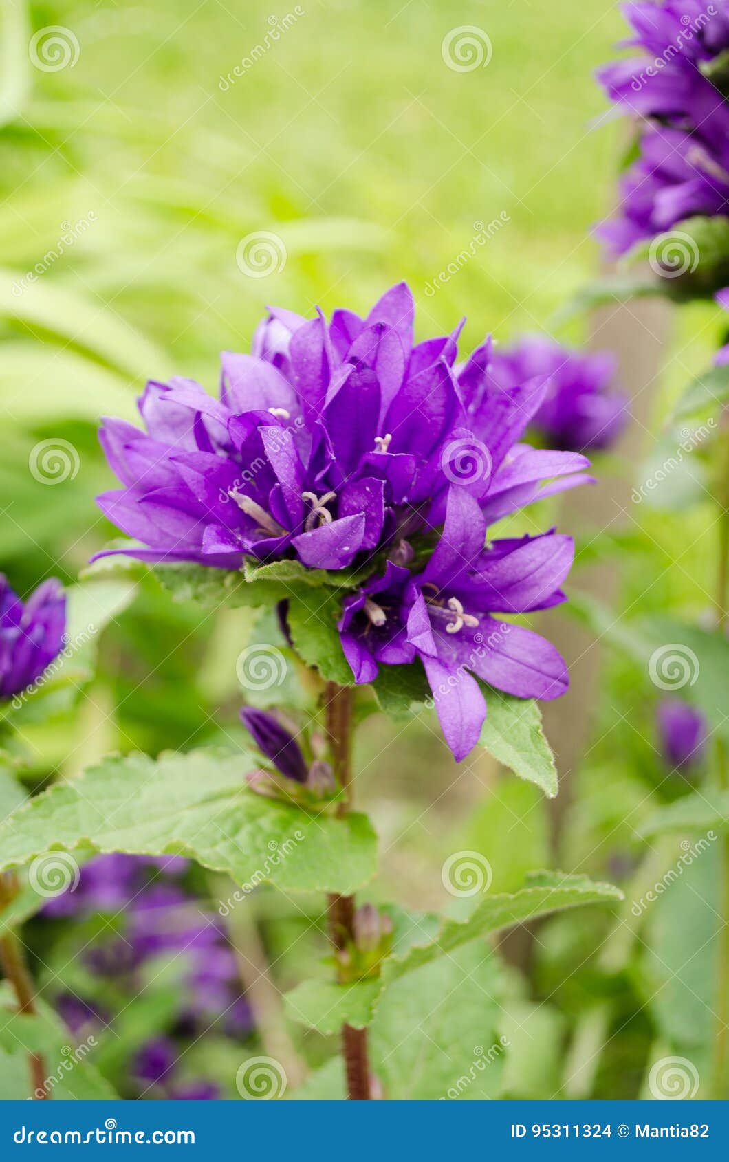 Wild Violet Flower in the Nature Stock Photo - Image of flower, exotic ...