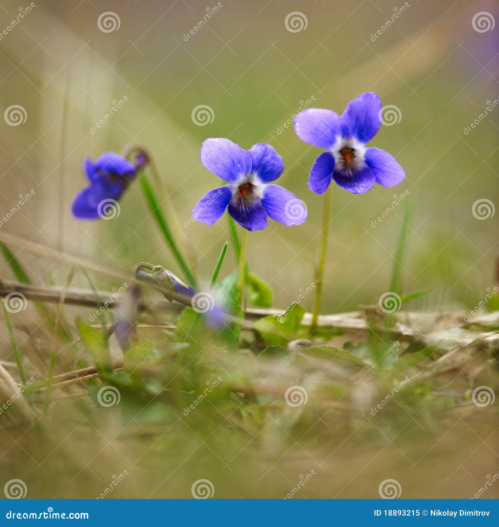 Wild violet flowers stock image. Image of flora, field - 18893215