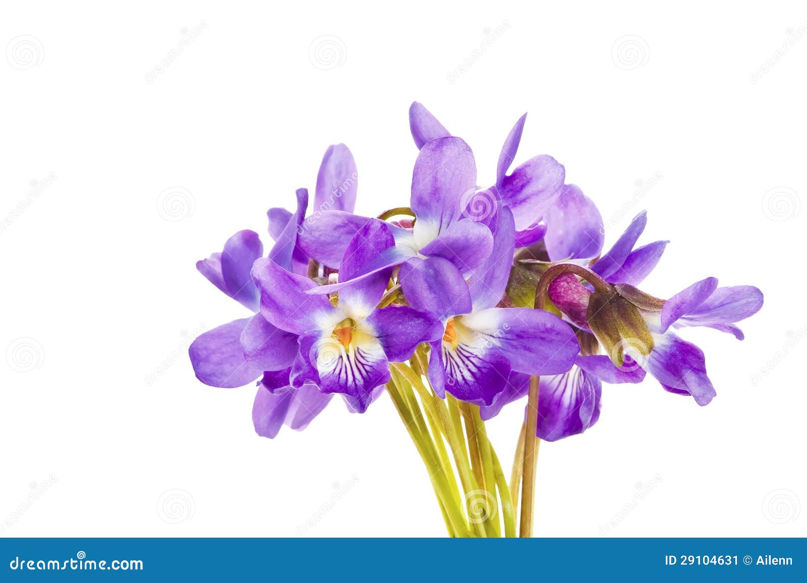 Wild Violet Flowers Isolated on White Background Stock Image - Image of ...