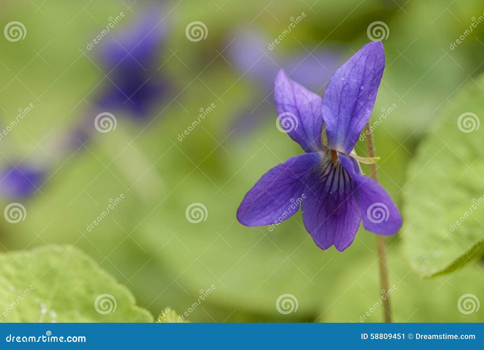 Wild violet stock image. Image of floral, natural, season - 58809451