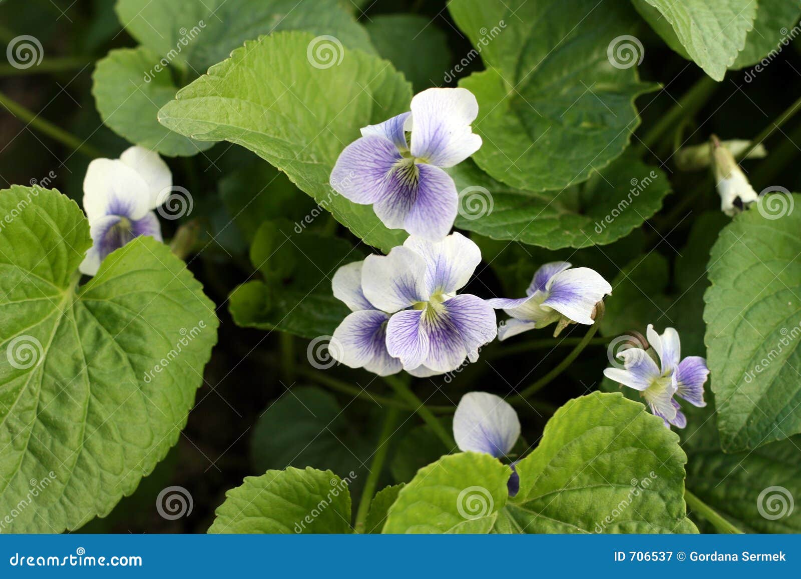 Wild violets stock image. Image of countryside, forest - 706537