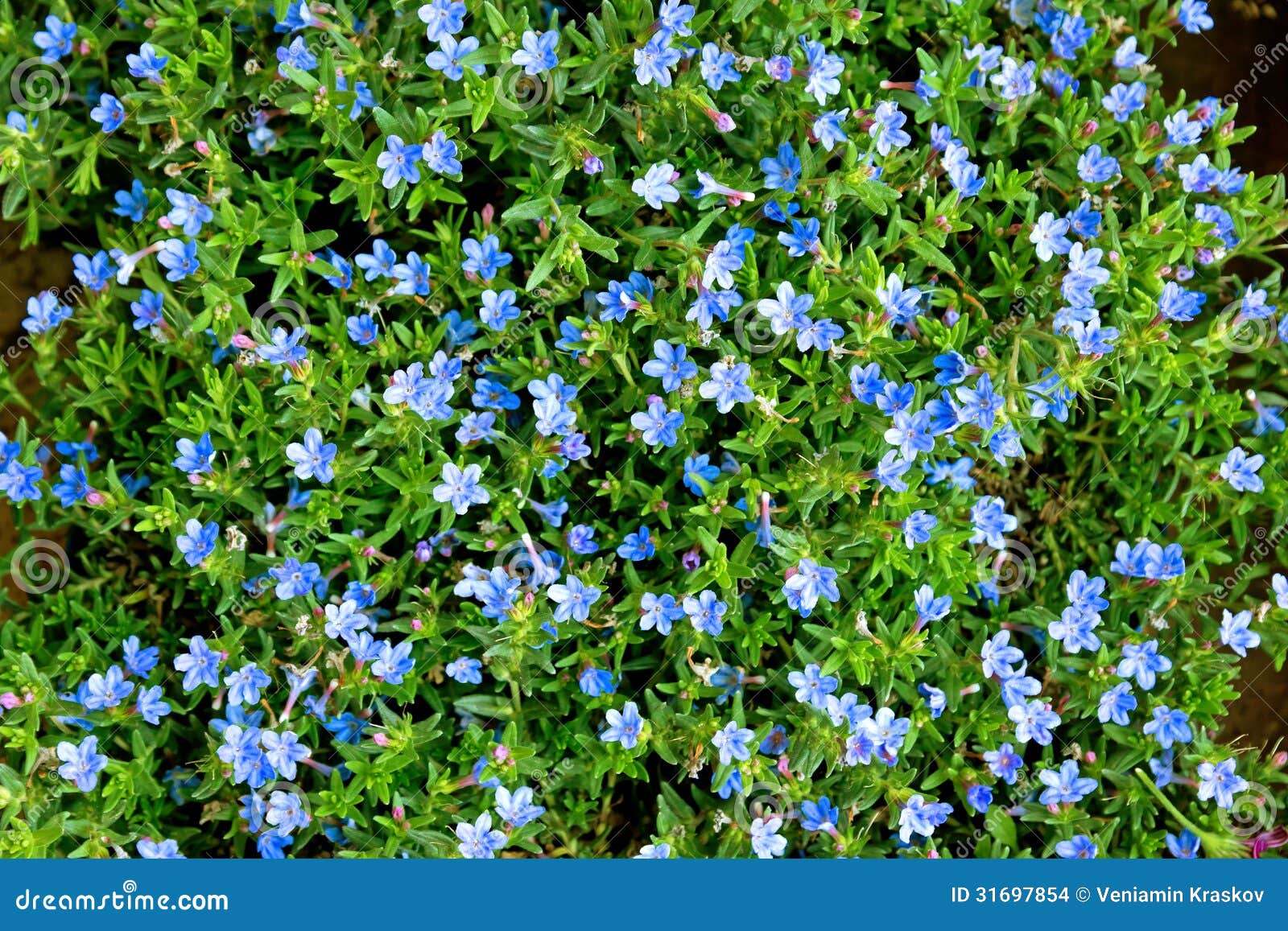Wild violets backgrounds stock photo. Image of green - 31697854