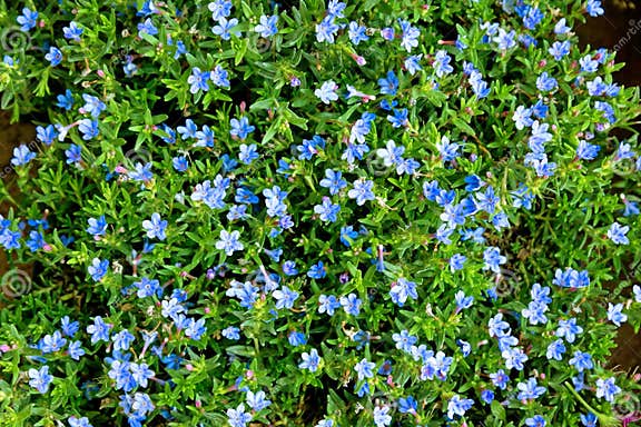 Wild violets backgrounds stock photo. Image of green - 31697854