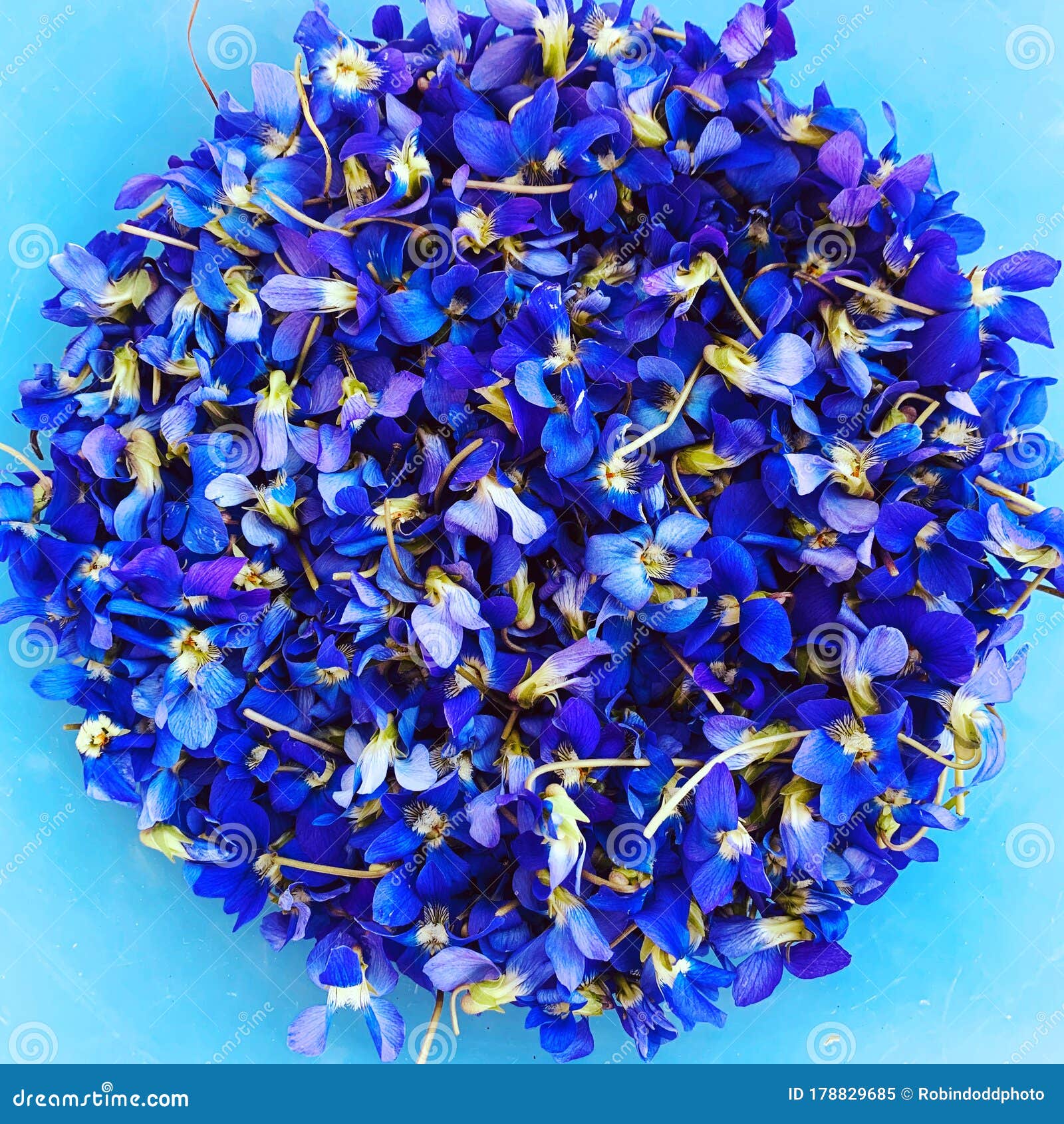 Wild Violets on a Blue Background Stock Image - Image of vibrant ...