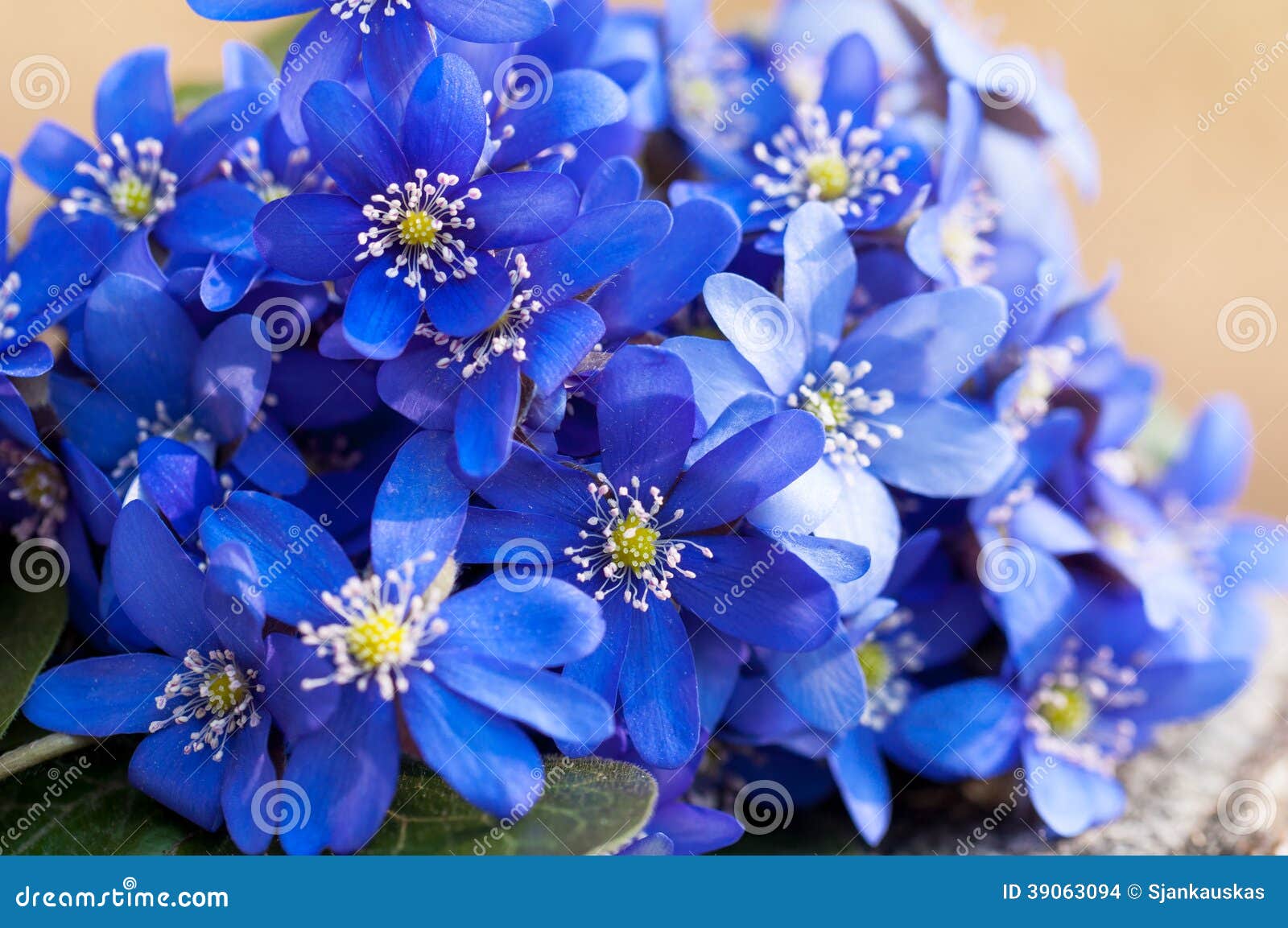 Wild violets bouquet stock photo. Image of blossoms, beauty - 39063094