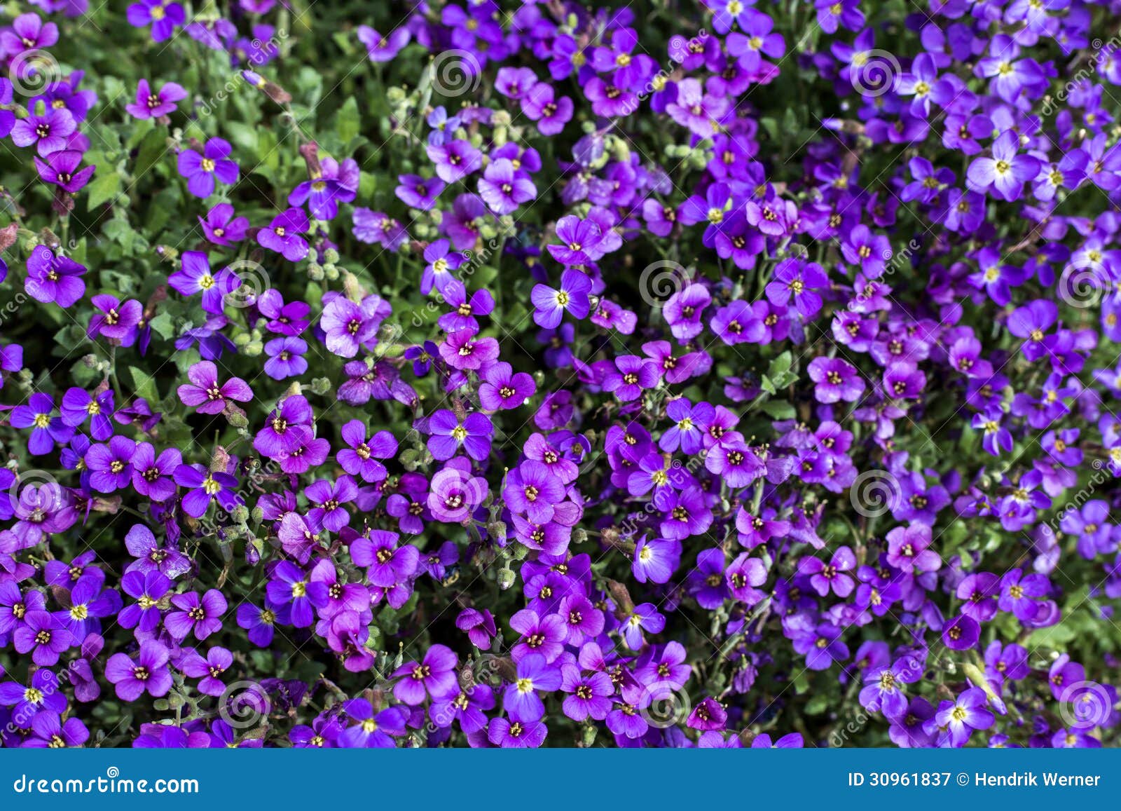 Wild violets stock image. Image of leaf, lawn, meadow - 30961837