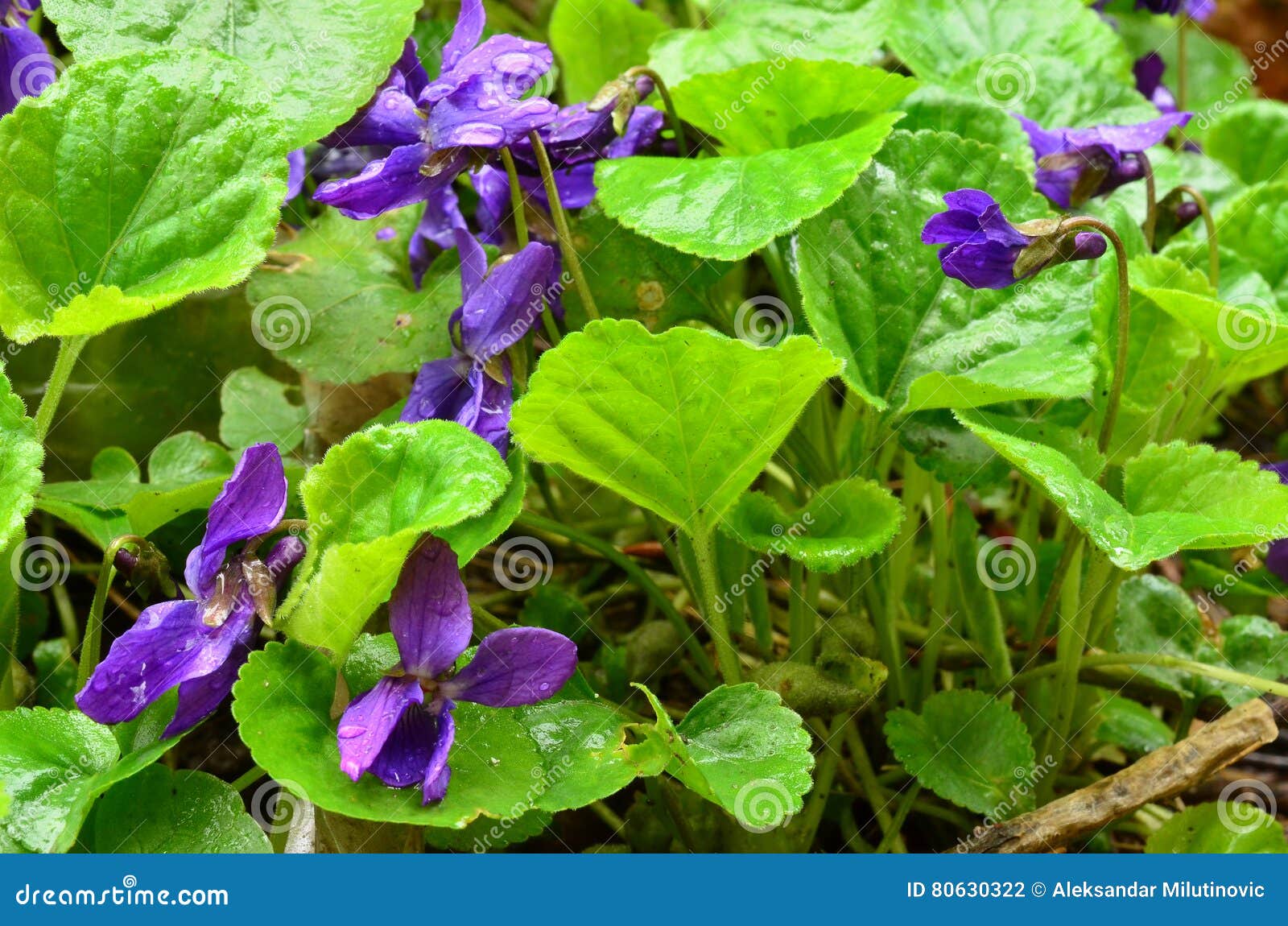 Wild violets close up view stock photo. Image of closeup - 80630322