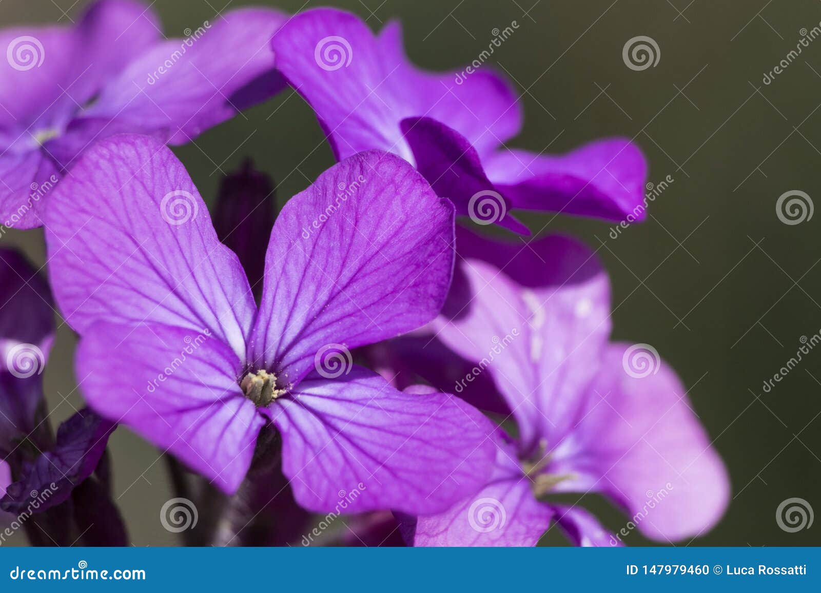 Wild Violets Flowers during Spring Full of Details Stock Photo - Image ...