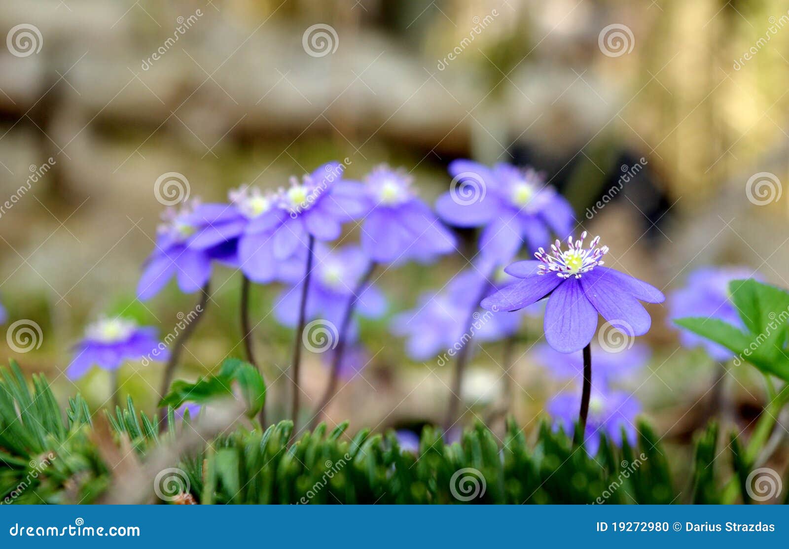 Wild violets in the forest stock photo. Image of blooming - 19272980