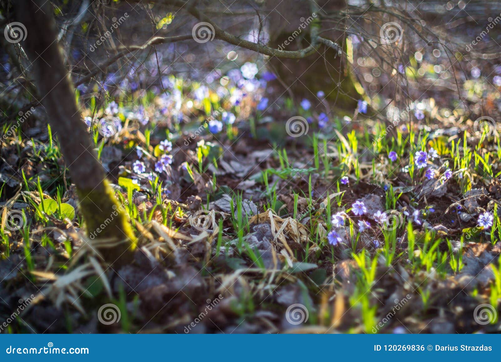 Wild violets in forest stock photo. Image of wild, forest - 120269836