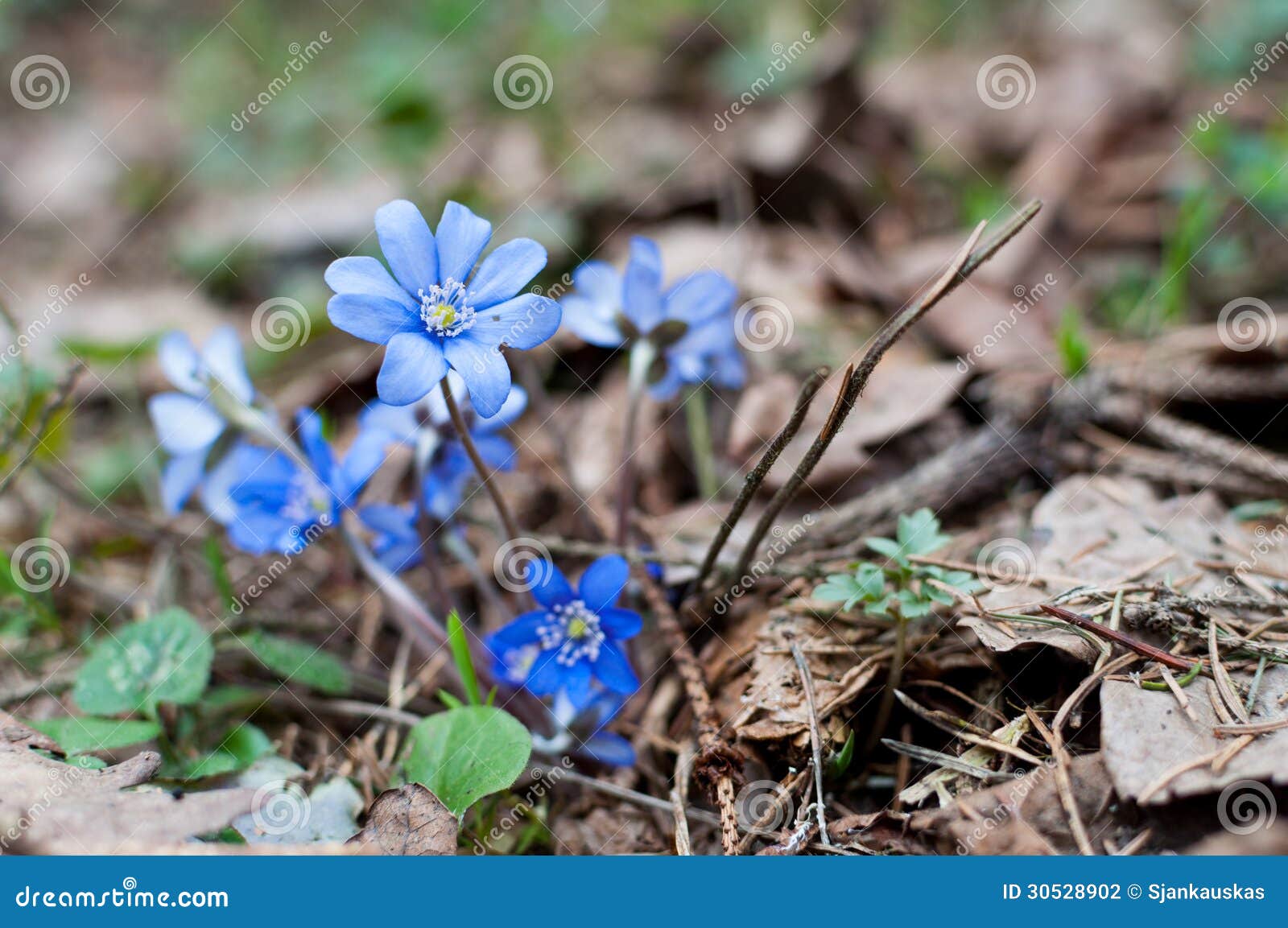 Wild violets stock photo. Image of growing, hepatica - 30528902