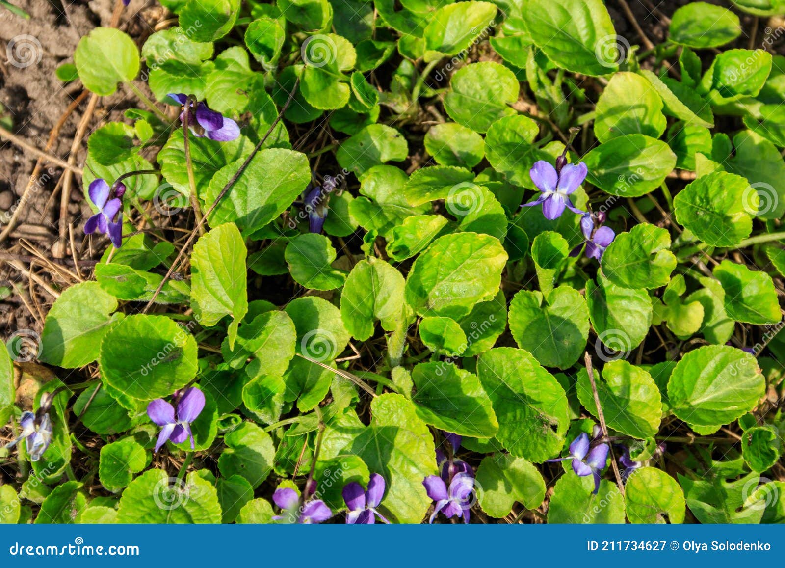 Wild Violets on Meadow at Spring Stock Image - Image of macro, field ...
