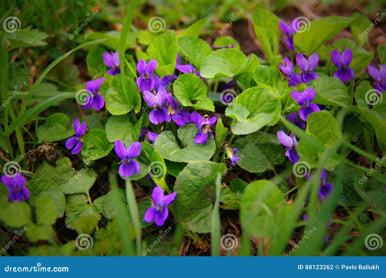Wild Violets in the Spring Forest Stock Photo - Image of growth ...