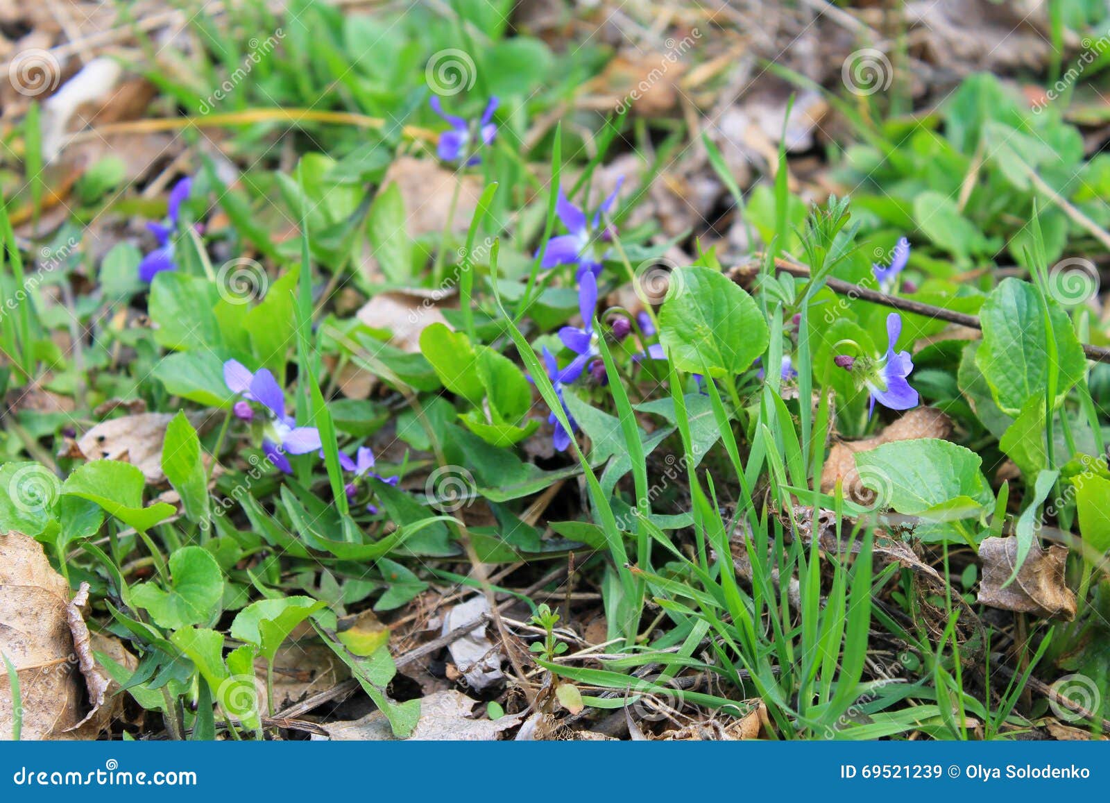 Wild violets stock image. Image of odorata, aroma, forest - 69521239