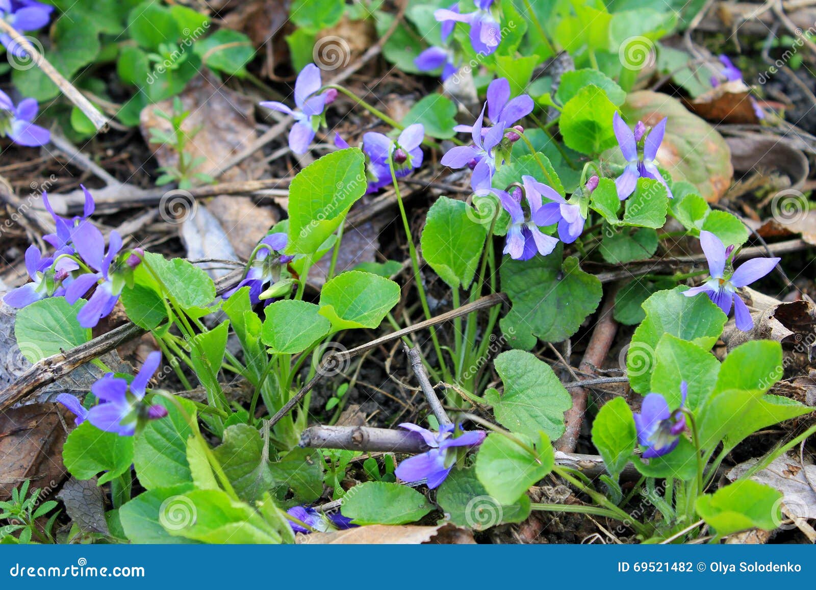 Wild violets stock photo. Image of garden, beauty, forest - 69521482