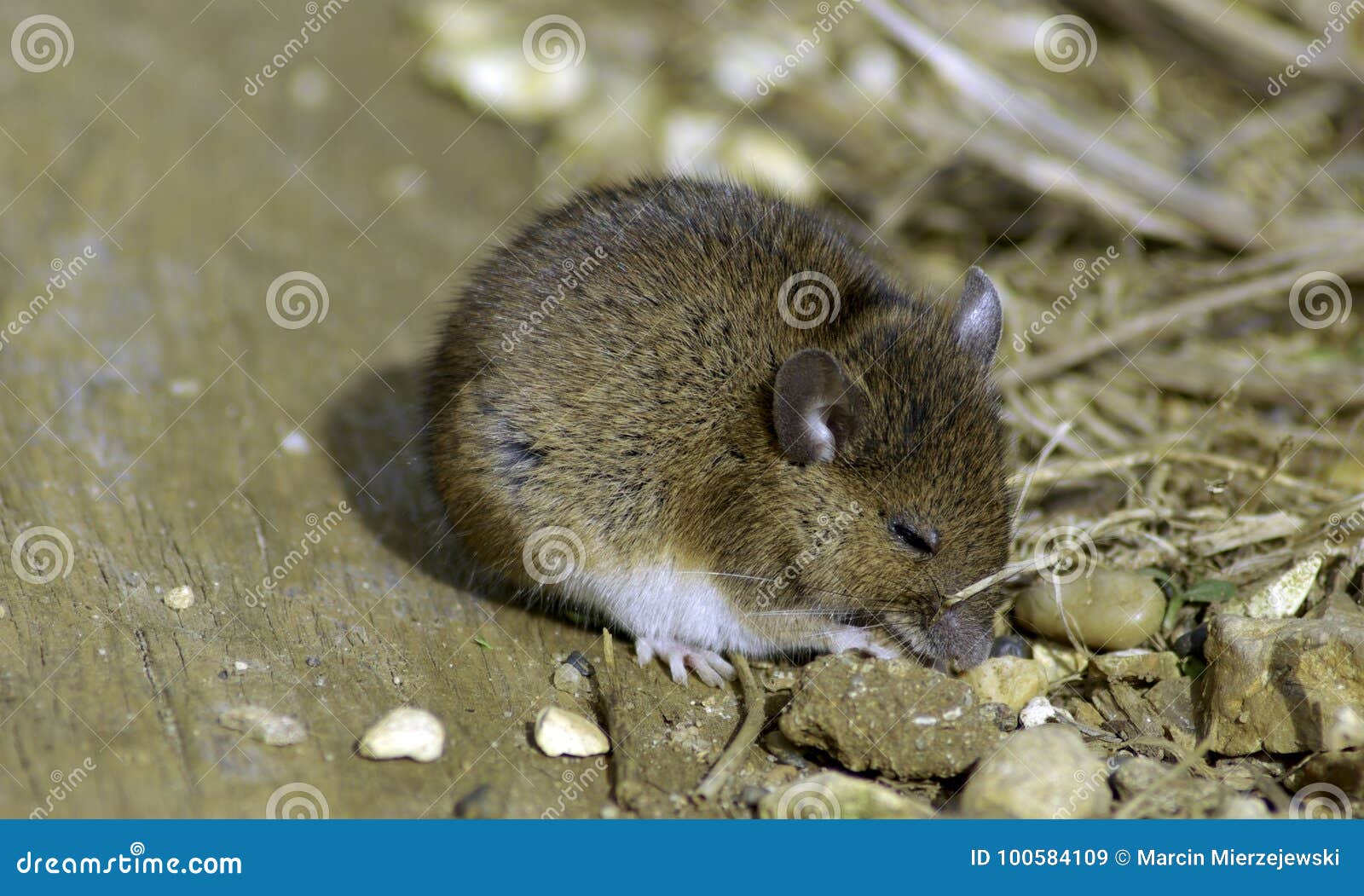 Wild vote / field mouse stock image. Image of little - 100584109