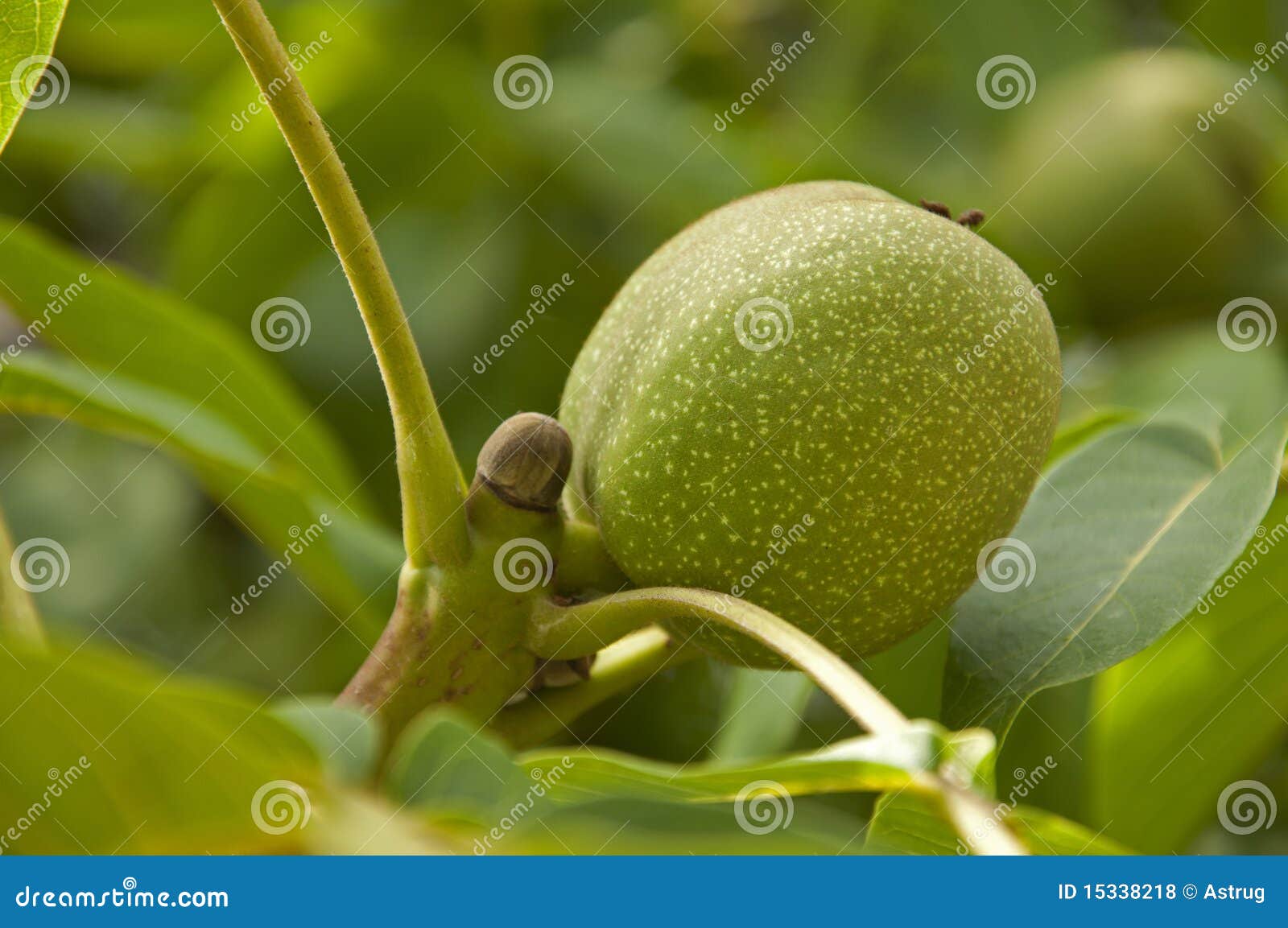 Wild walnut stock photo. Image of food, leaf, nuts, close - 15338218