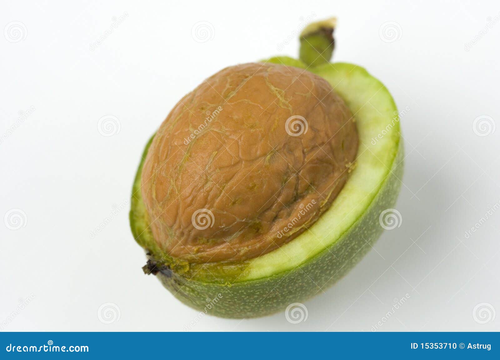 Wild walnut stock photo. Image of white, green, little - 15353710