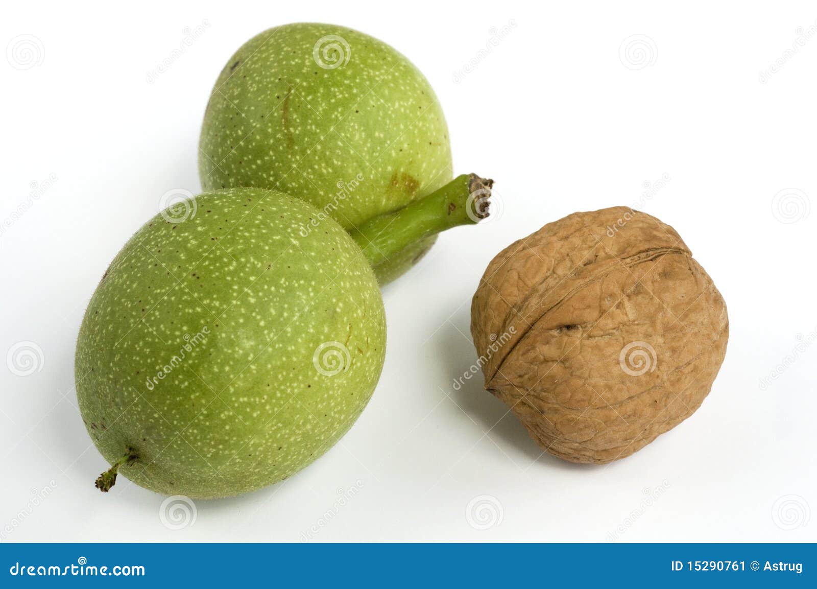 Wild walnuts stock image. Image of natural, three, walnut - 15290761
