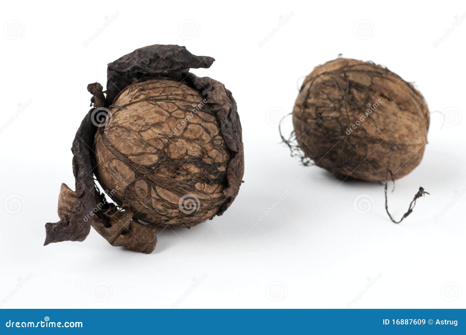 Wild walnuts stock image. Image of iodine, walnut, nutshell - 16887609