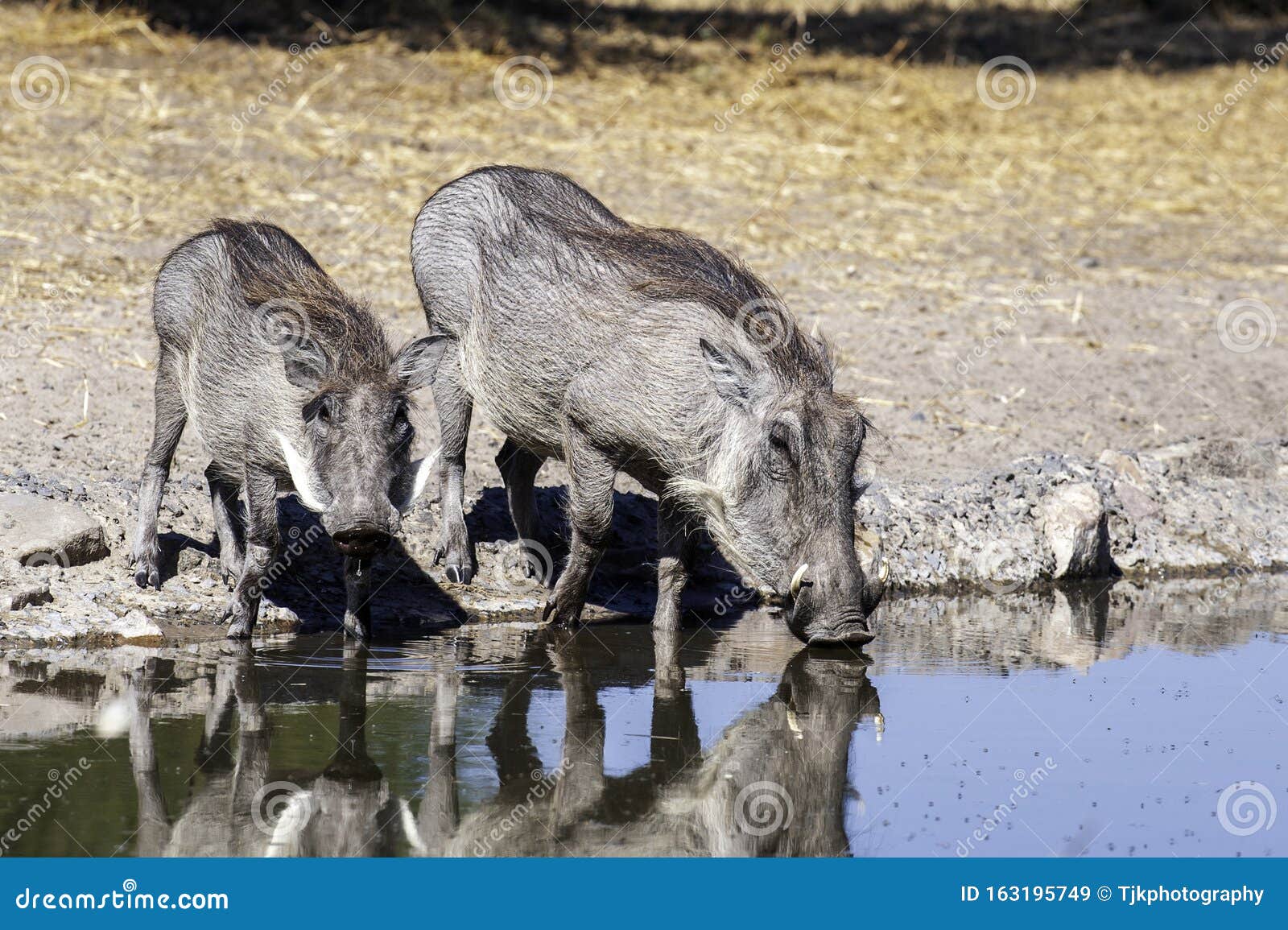 Wild Warthog, at Watering Hole, Up Close Stock Image - Image of animals ...