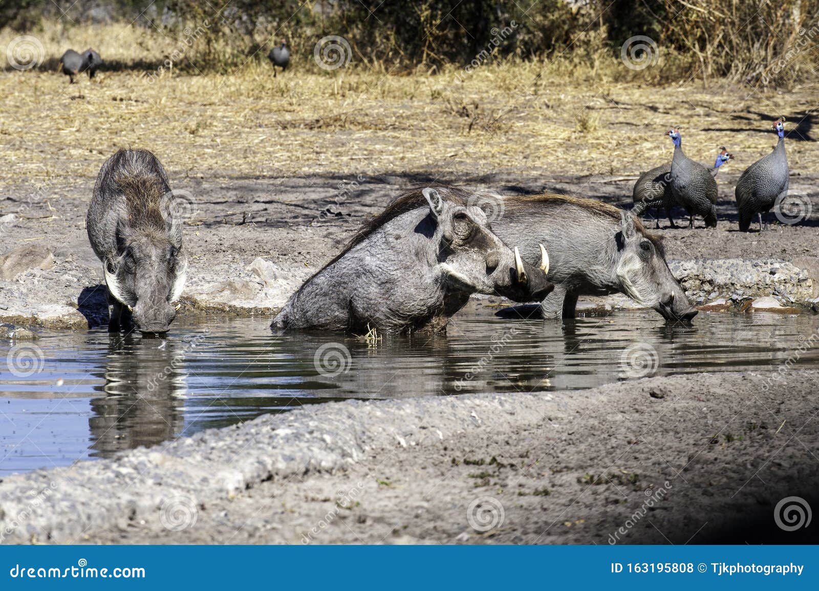 Wild Warthog, at Watering Hole, Up Close Stock Photo - Image of ...