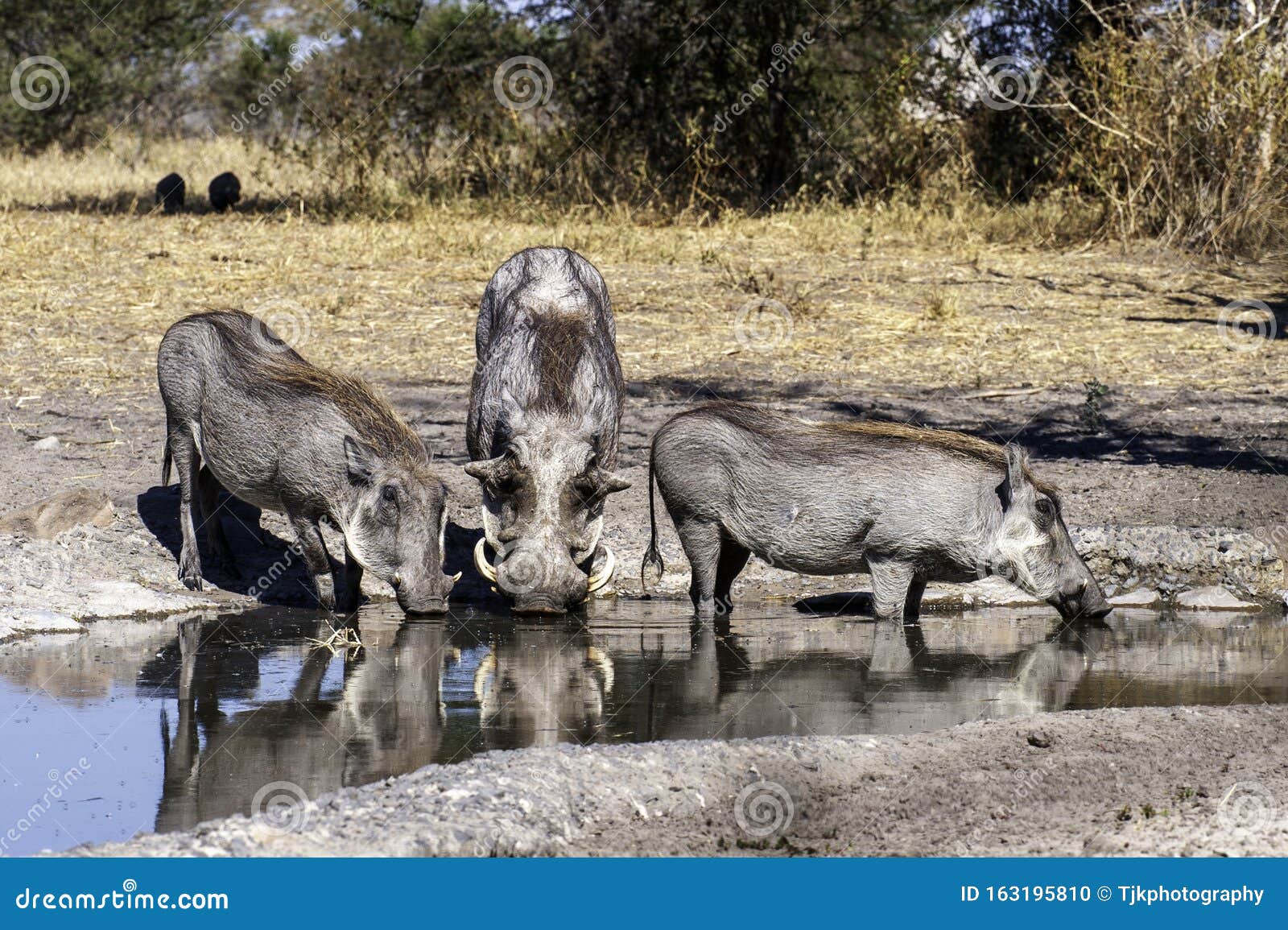 Wild Warthog, at Watering Hole, Up Close Stock Photo - Image of africa ...