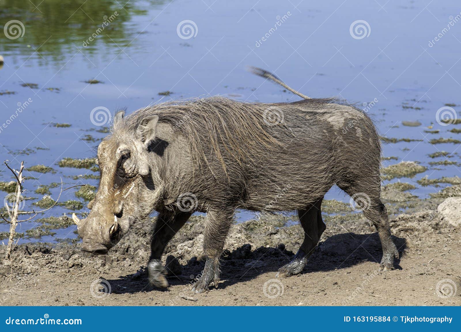 Wild Warthog, at Watering Hole, Up Close Stock Photo - Image of ...