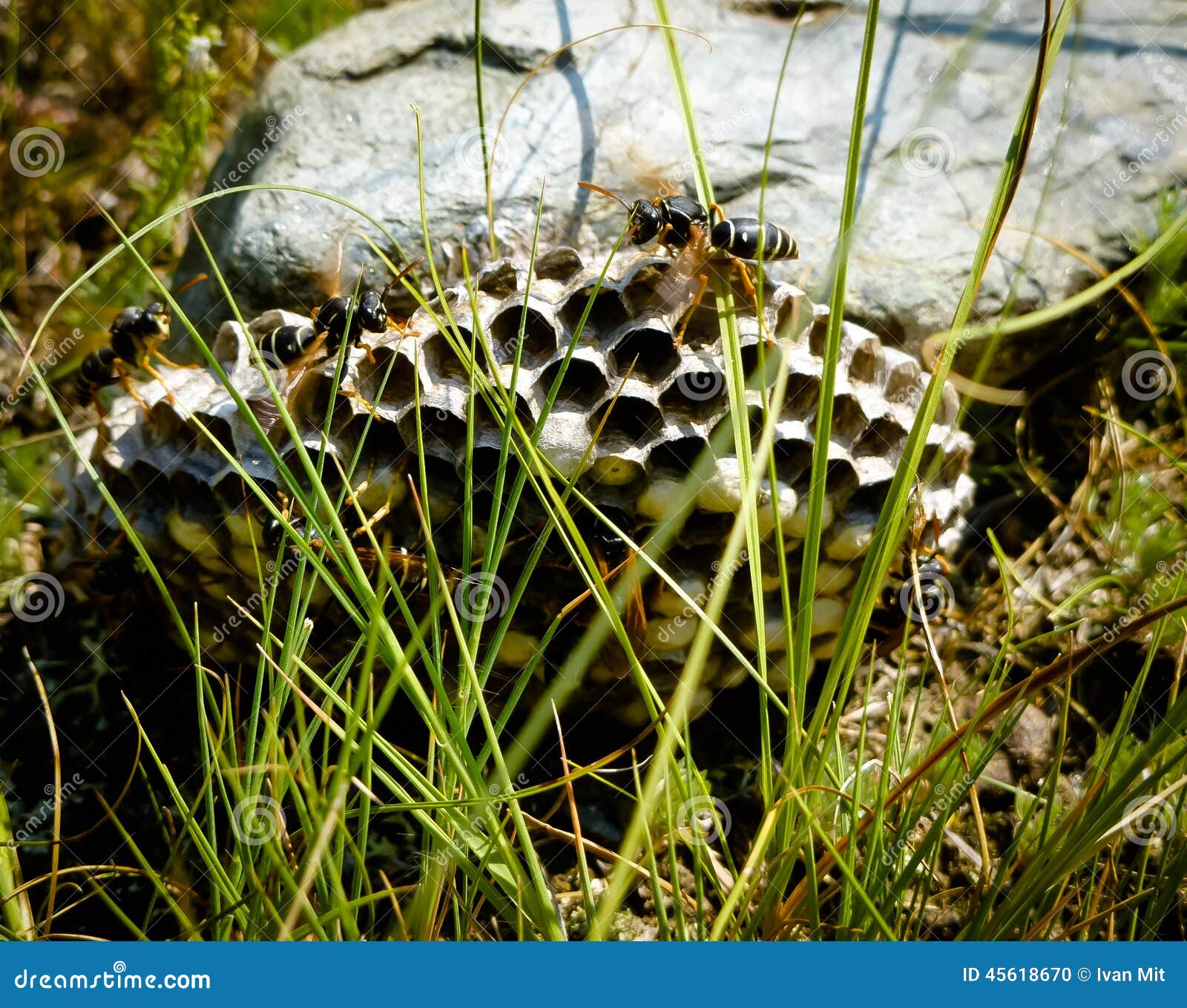 Wild wasp nest stock photo. Image of grass, activity - 45618670