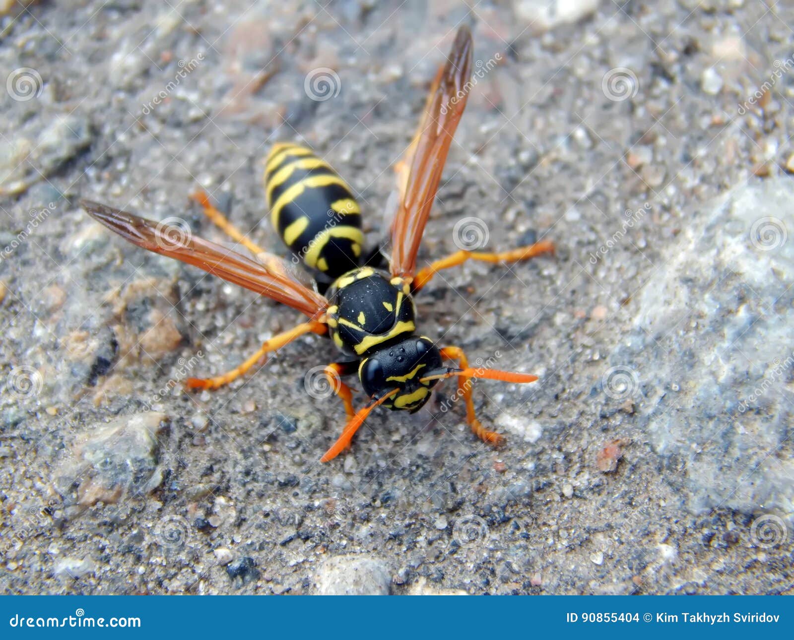 Wild Wasp Sits on the Ground Stock Photo - Image of needle, close: 90855404