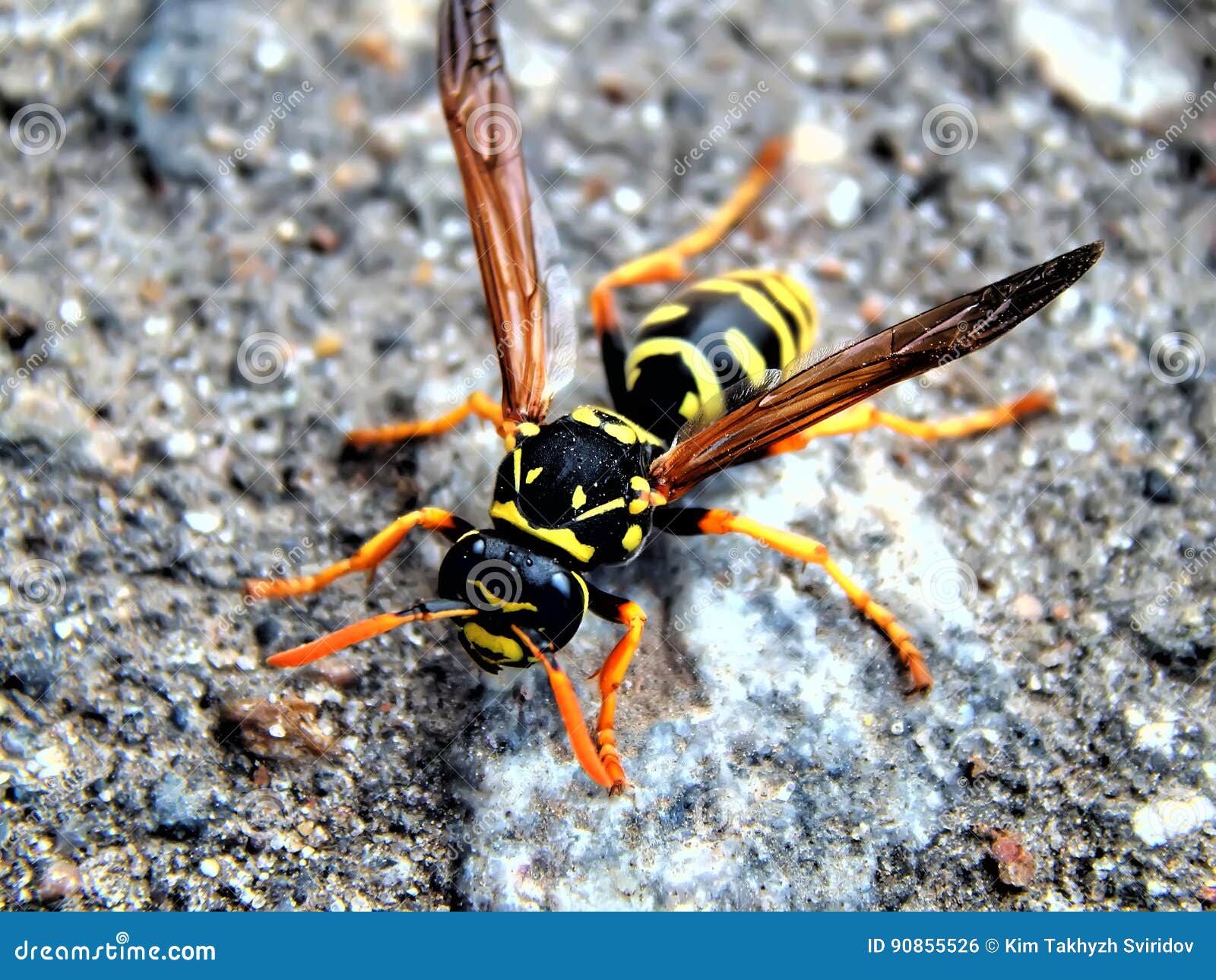 Wild Wasp Sits on the Ground Stock Photo - Image of isolated, needle ...