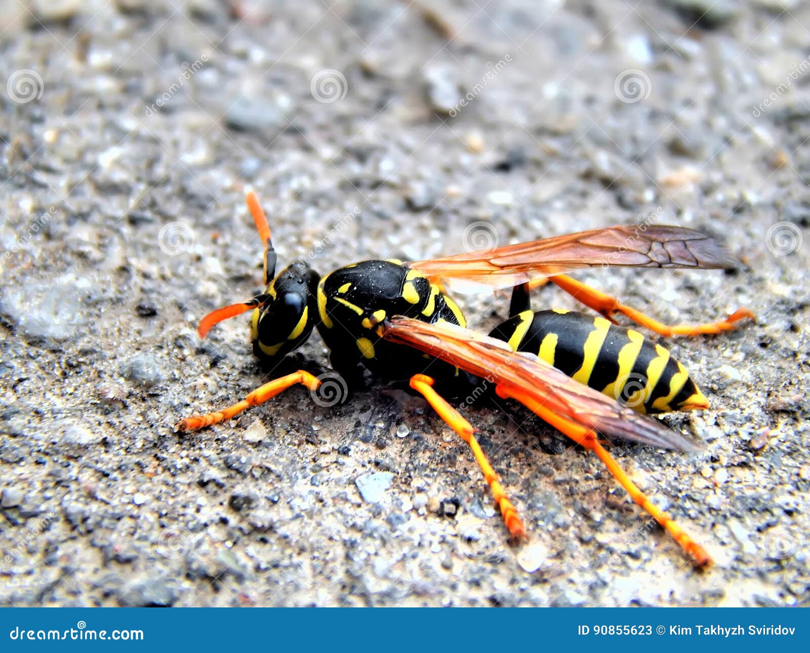Wild Wasp Sits on the Ground Stock Image - Image of predator, biology ...