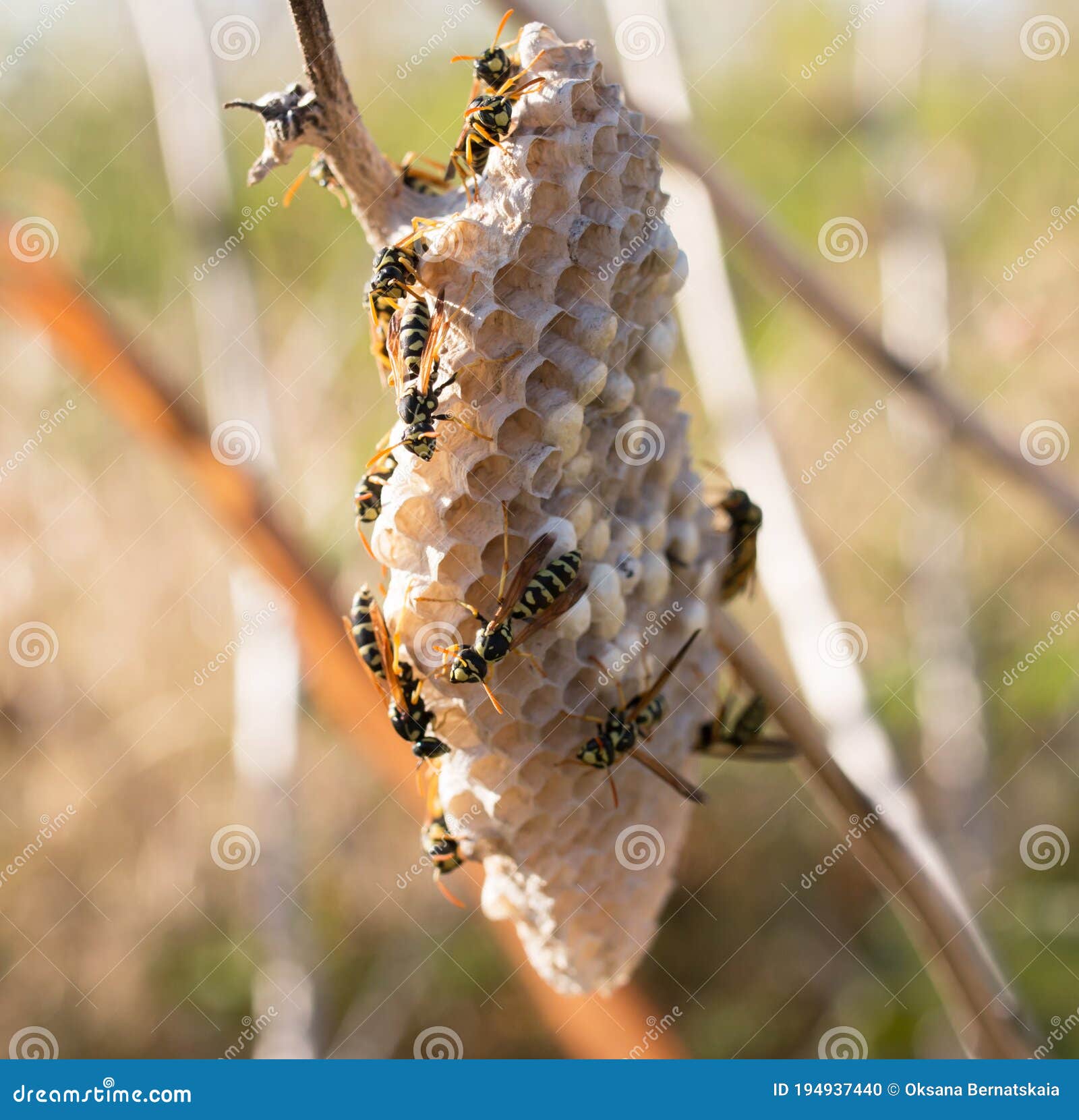 Wild Wasps on a Tree Branch Stock Photo - Image of grass, wasps: 194937440