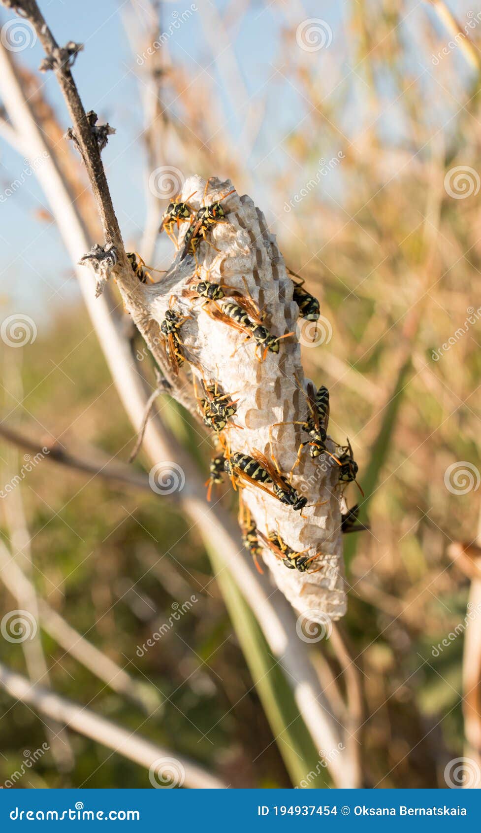 Wild Wasps on a Tree Branch Stock Photo - Image of branch, insect ...