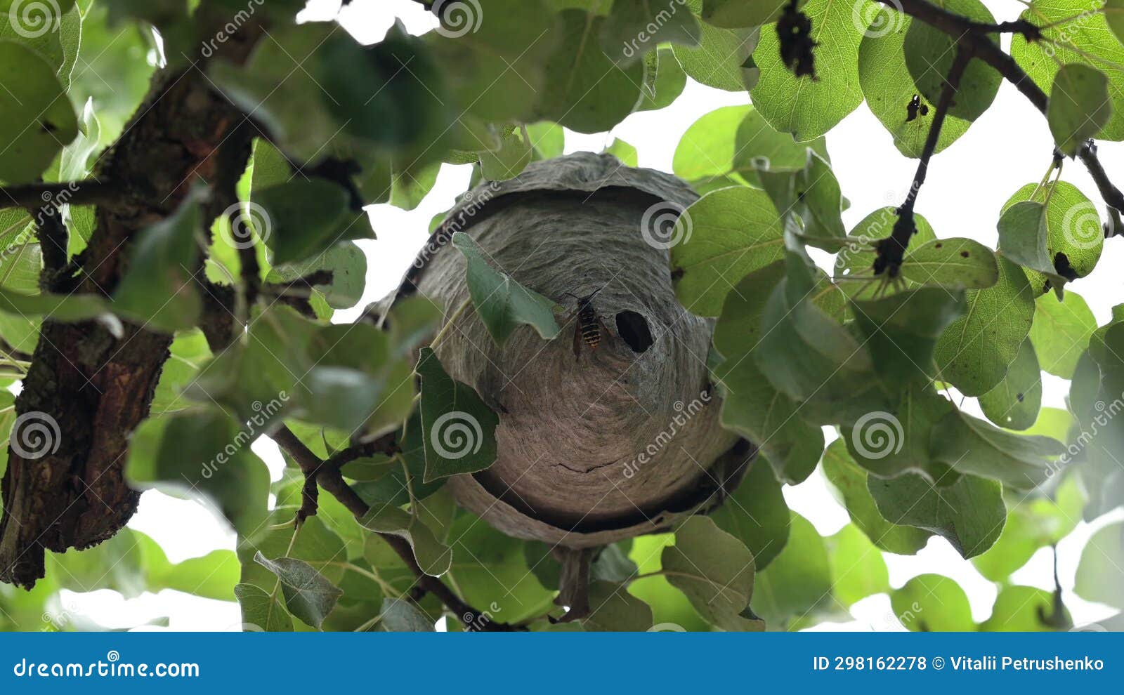 Wasp nest on the tree stock footage. Video of natural - 298162278