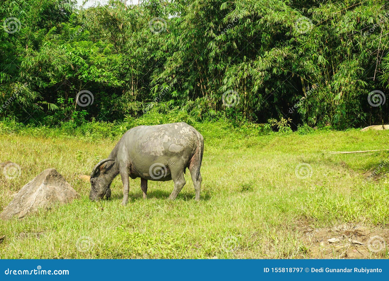 Wild Water Buffalo (Bubalus Bubalis) Grazing on a Meadow Stock Image ...