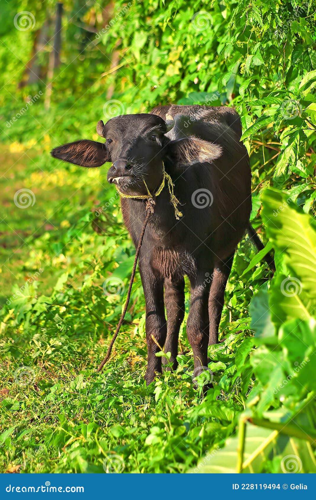 Wild Water Buffalo in the Jungle, Nepal Stock Photo - Image of heavy ...