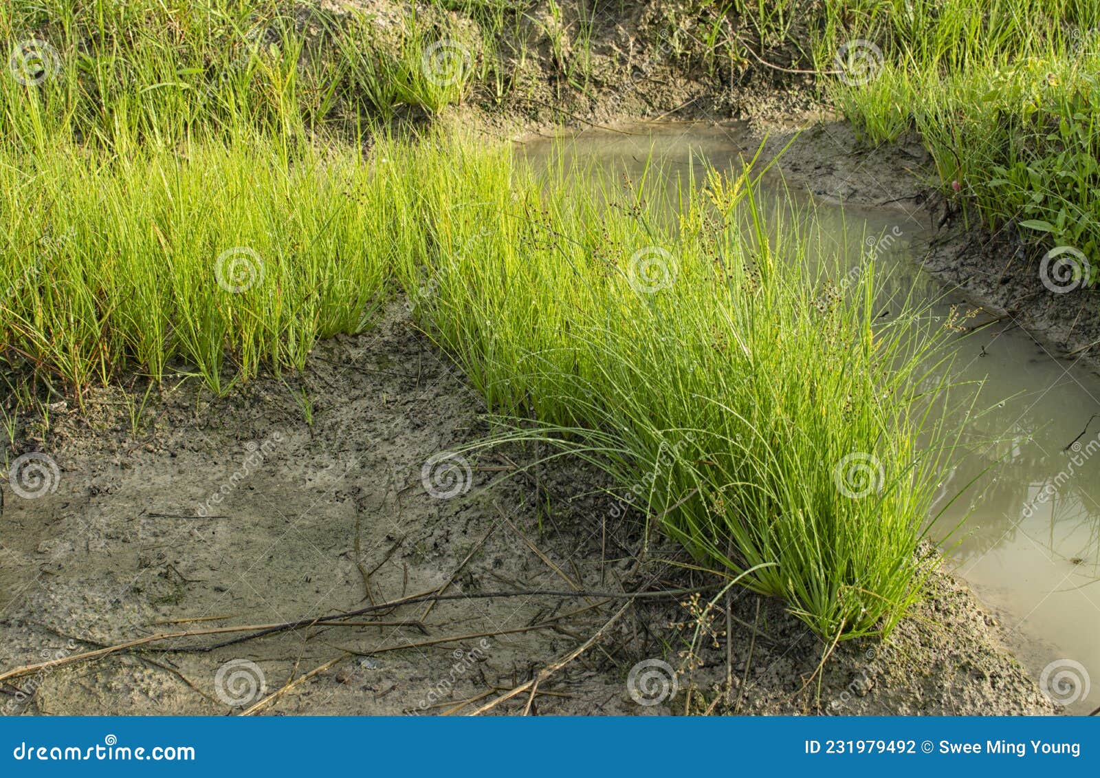 Wild Water Manna Grass at the Muddy Ground Stock Photo - Image of ...