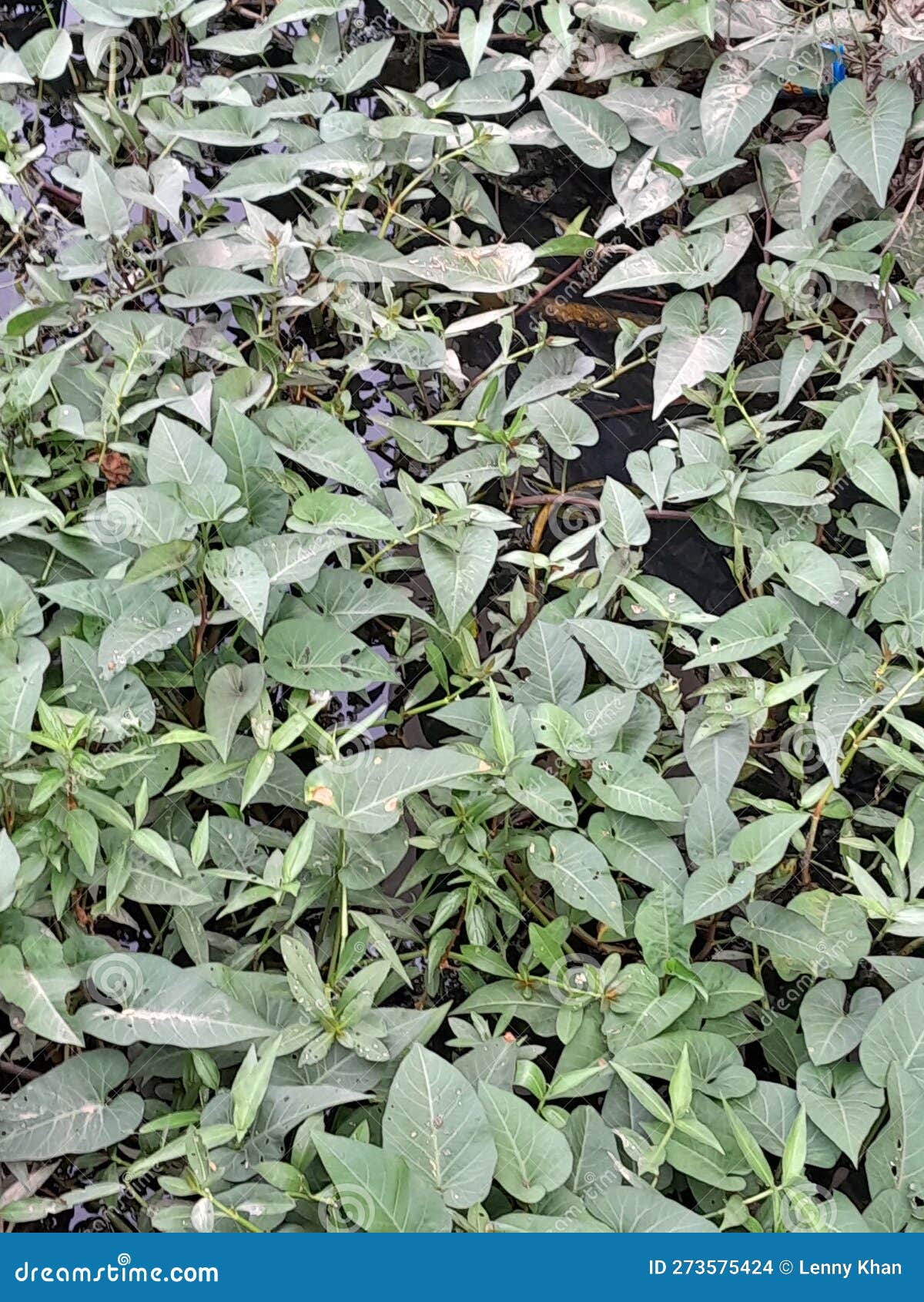 Wild Water Spinach Grows by Itself in Water Stock Photo - Image of ...