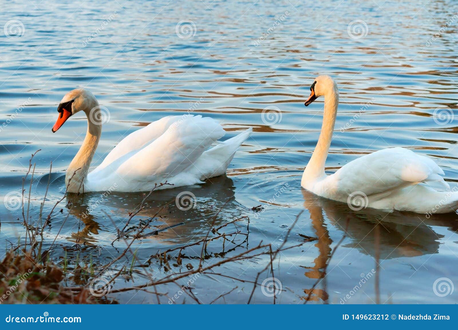 Swans, Pond Lakes, Fish, Breeding, Mating Season, Migrations, Bird ...