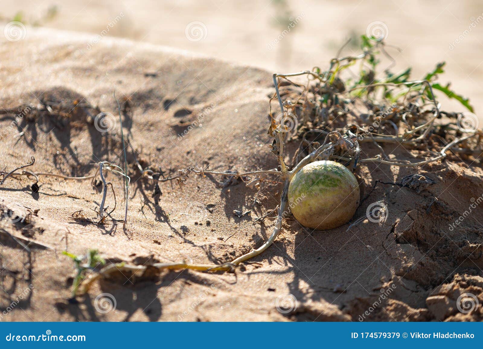 Wild Watermelon on the Sand in the Desert Stock Image - Image of bloom ...