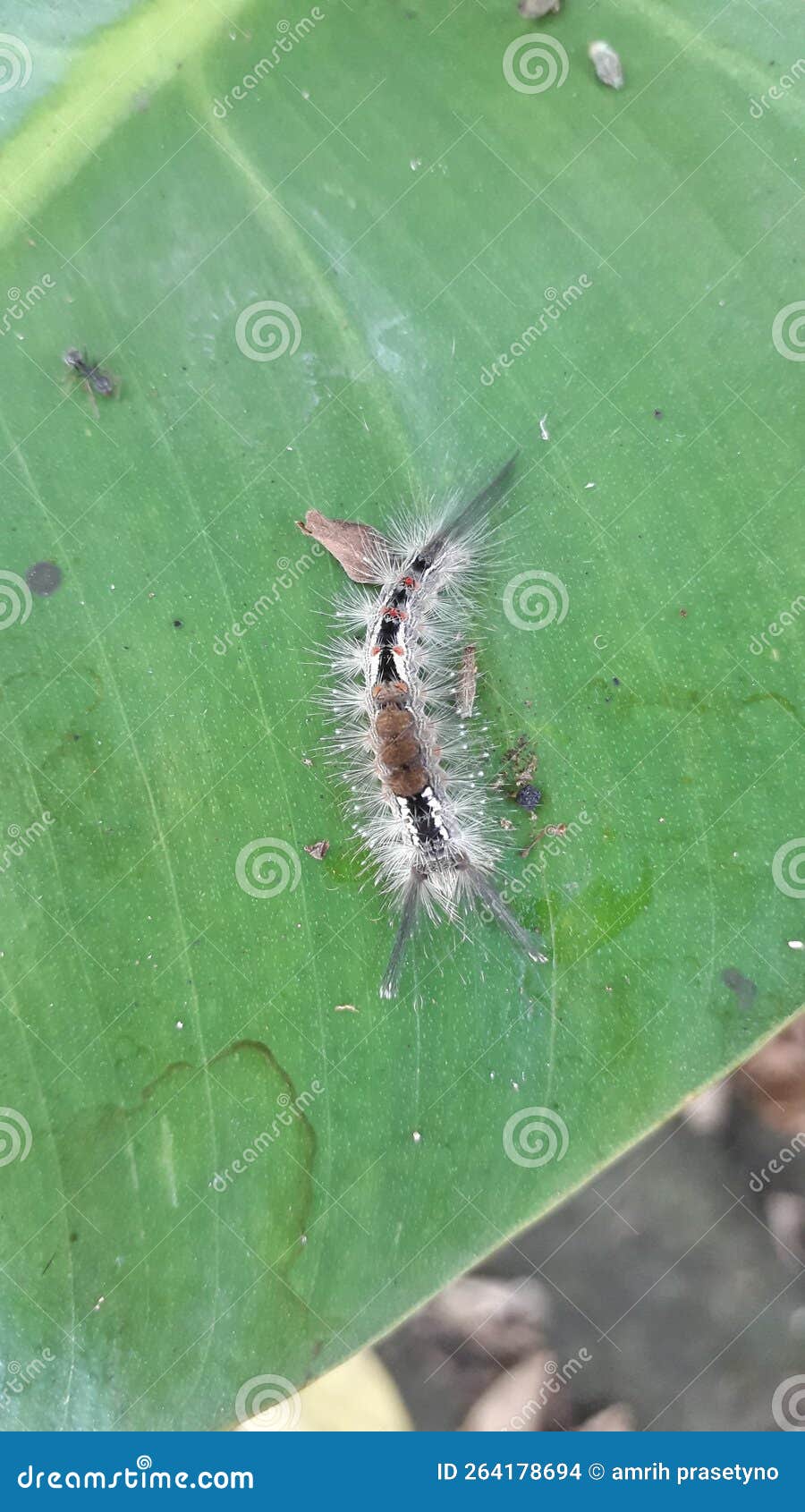 Waterpillar Stock Photos - Free & Royalty-Free Stock Photos from Dreamstime