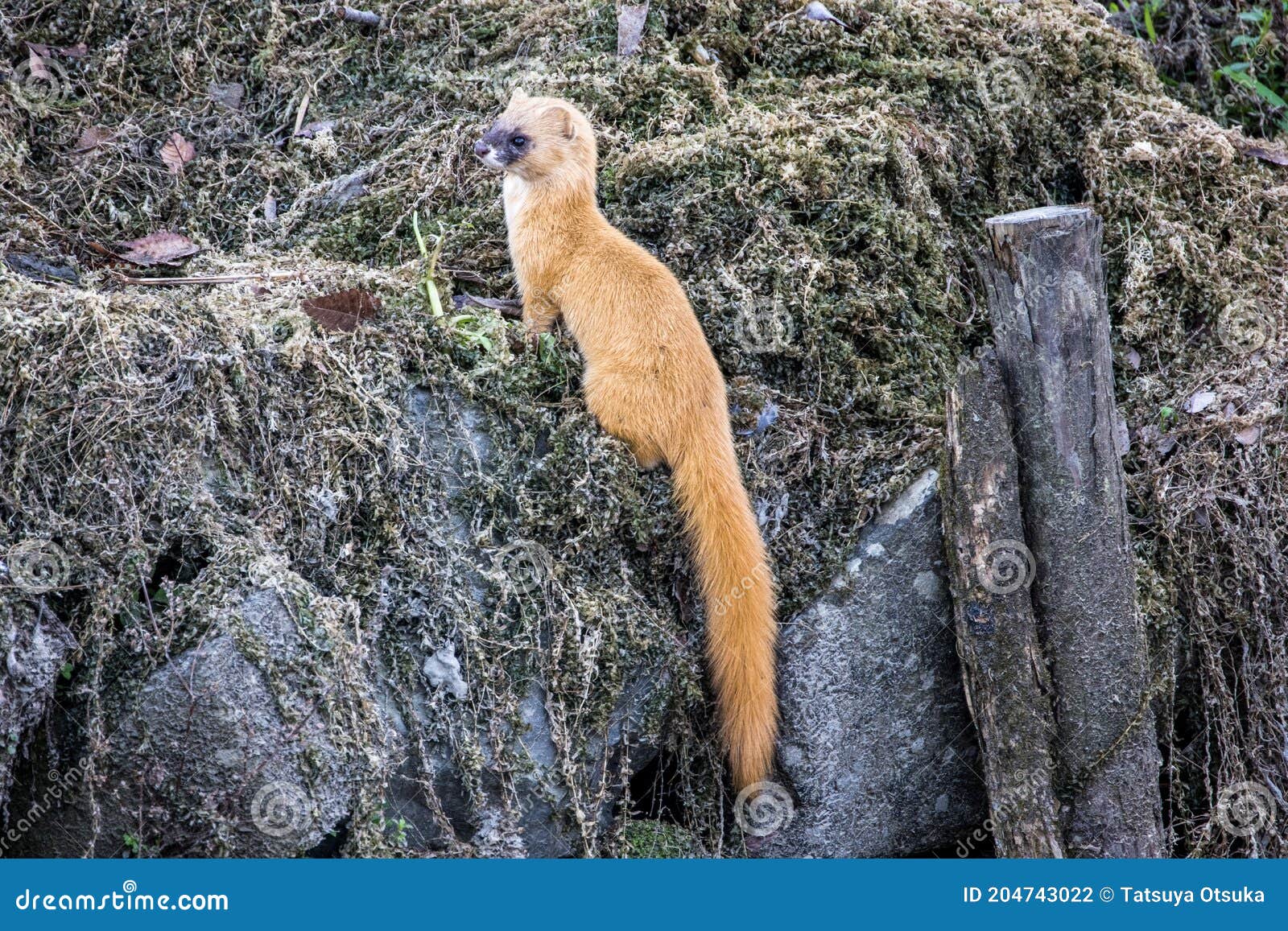 A Wild Weasel Pictured in Japan Stock Photo - Image of japan, grass ...